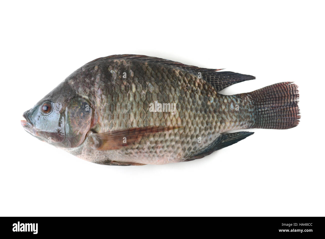 Tilapia fish hi-res stock photography and images - Alamy