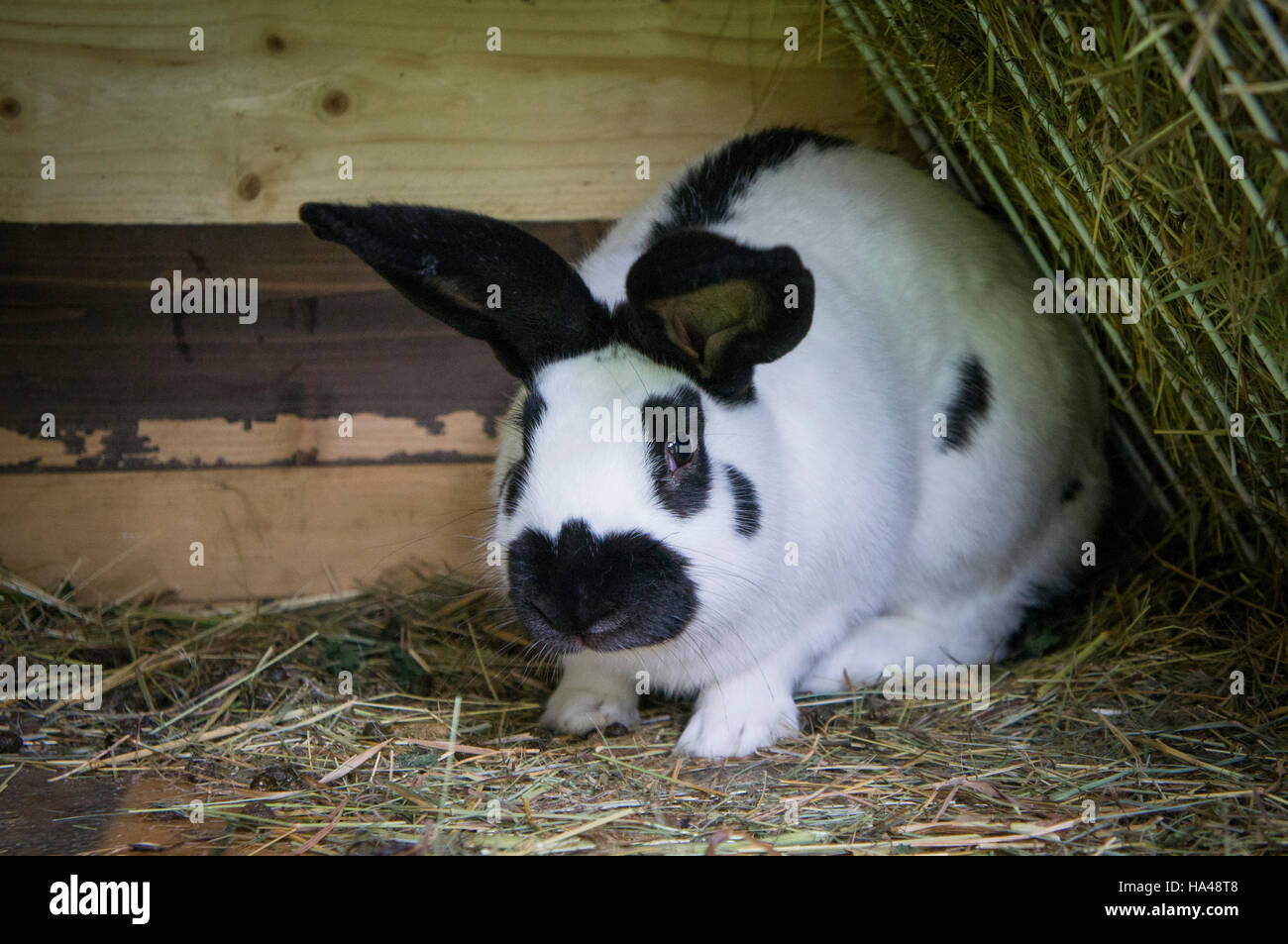 Rabbit hutch bedding hi-res stock photography and images - Alamy