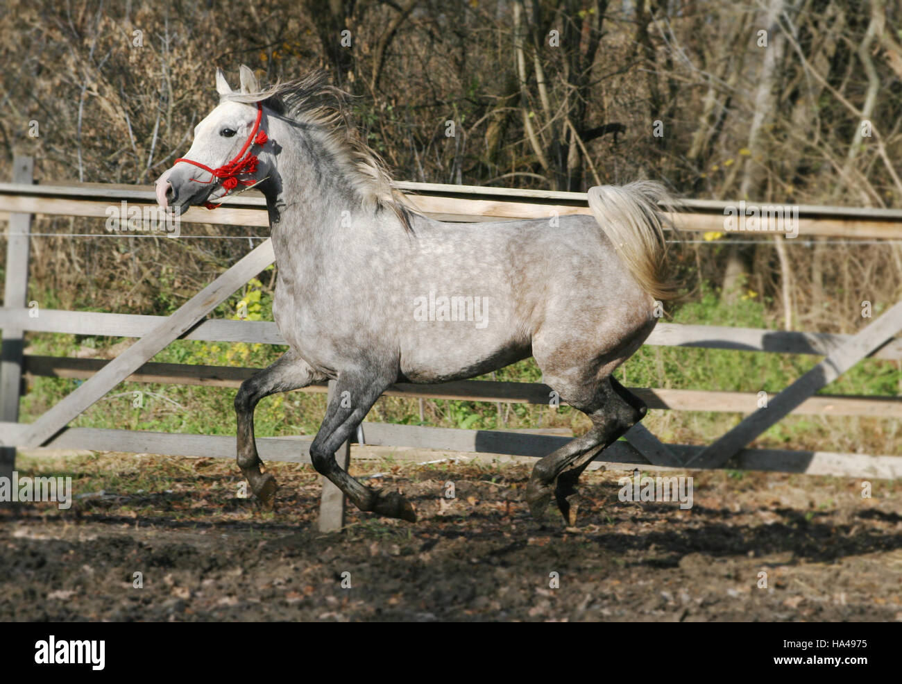 Arabian horse running hi-res stock photography and images - Alamy