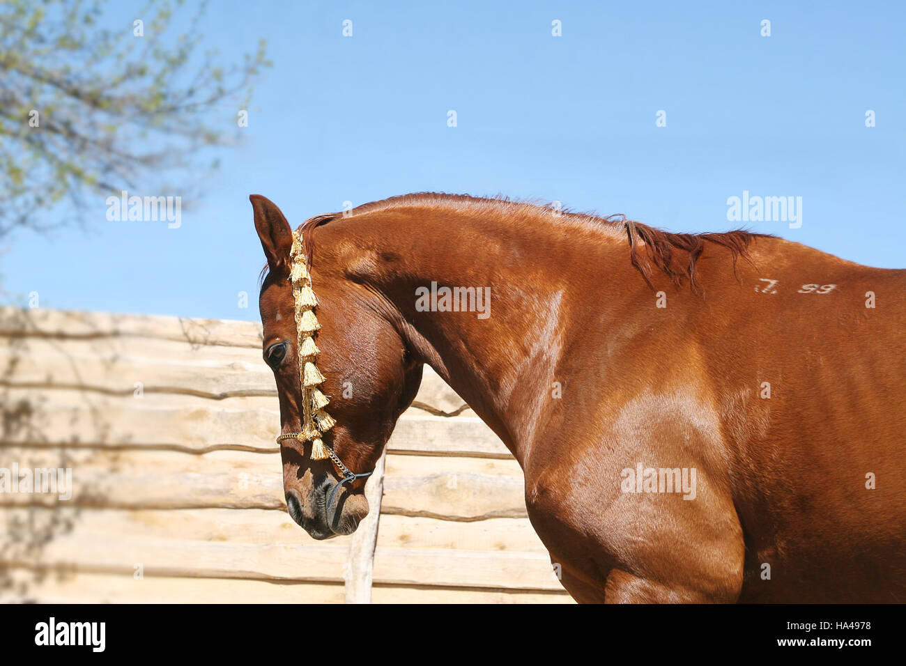 red horse Assembly in a Golden halter Stock Photo - Alamy