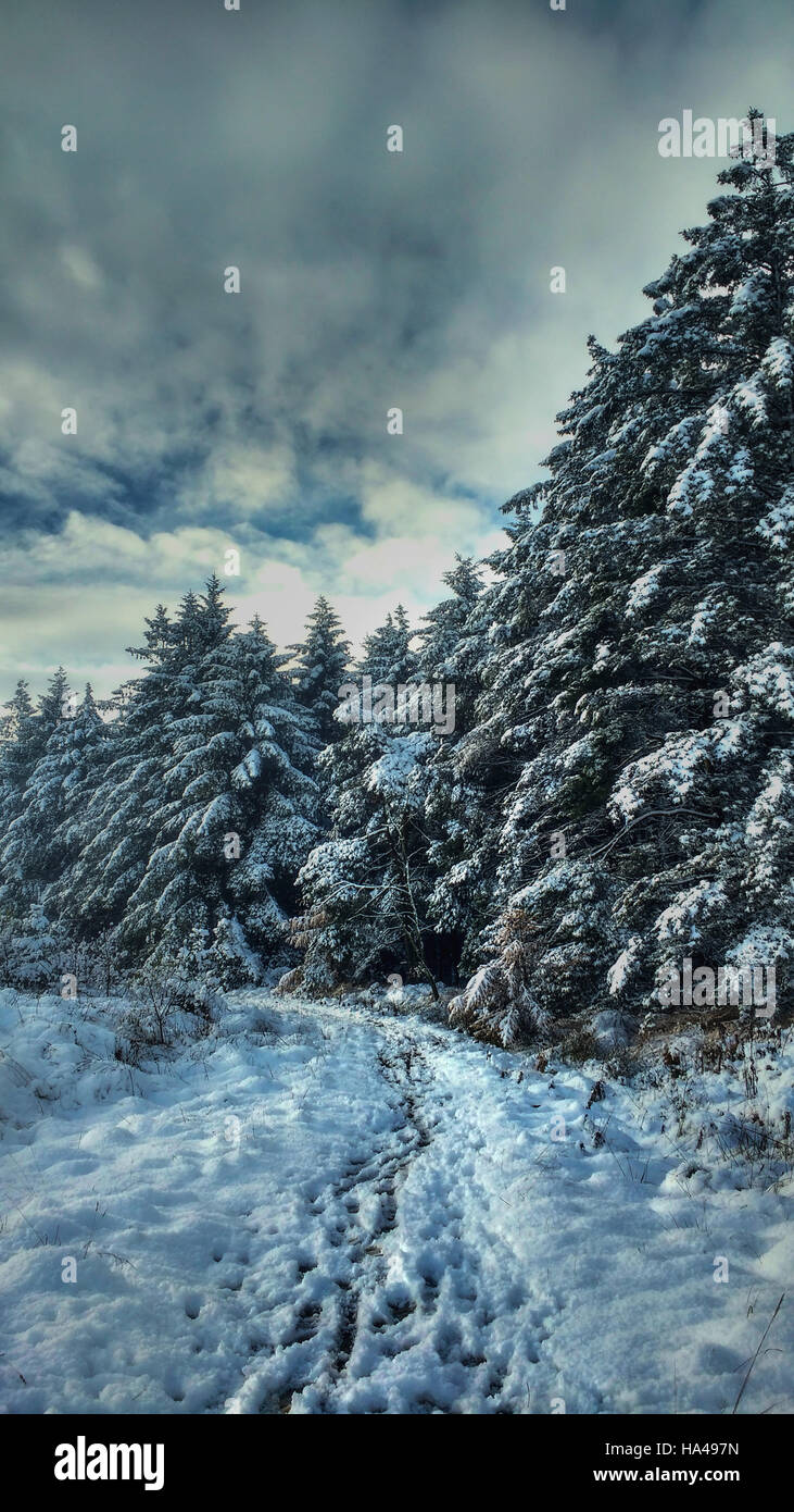 a beautiful winter forest landscape Stock Photo - Alamy