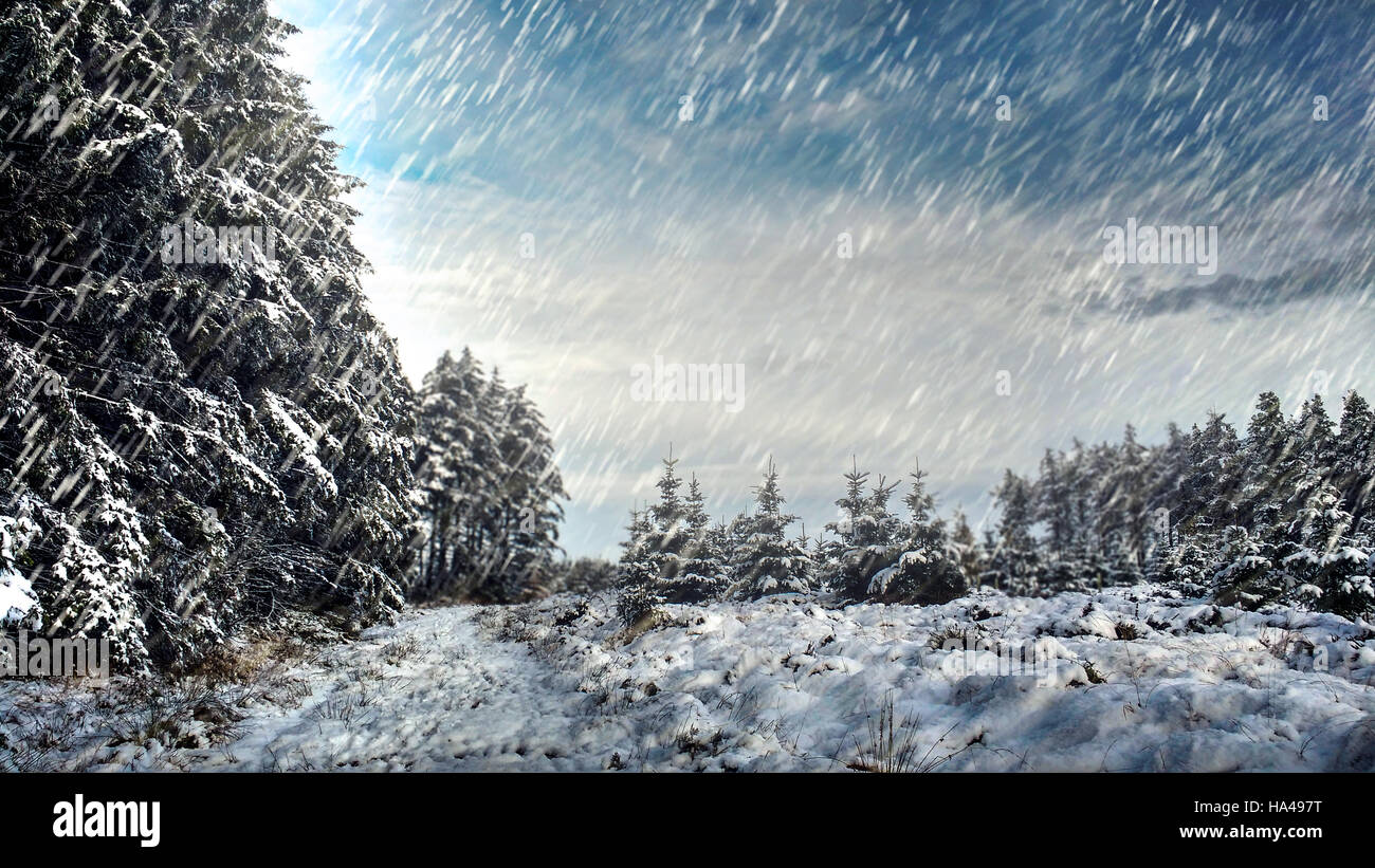 beautiful winter landscape in the forest with snow falling Stock Photo ...
