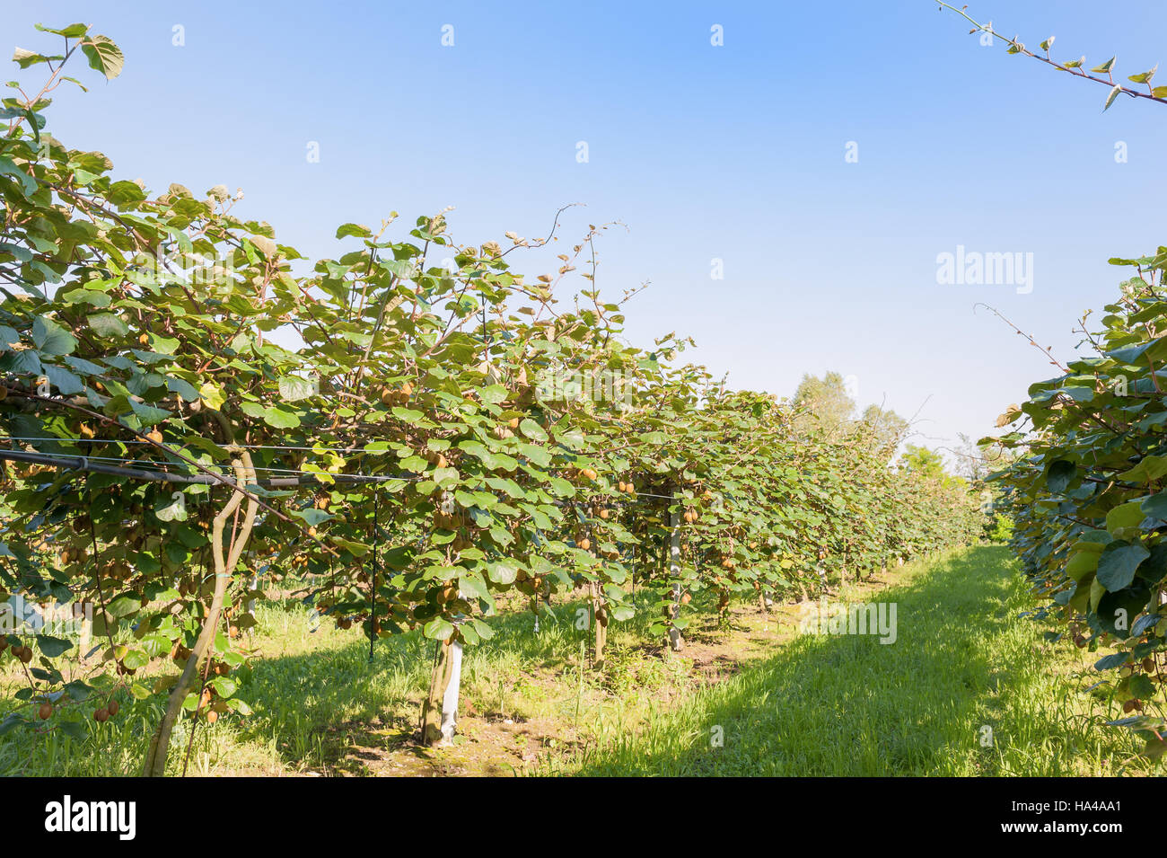 Kiwi trees in rows on the plantation Stock Photo - Alamy