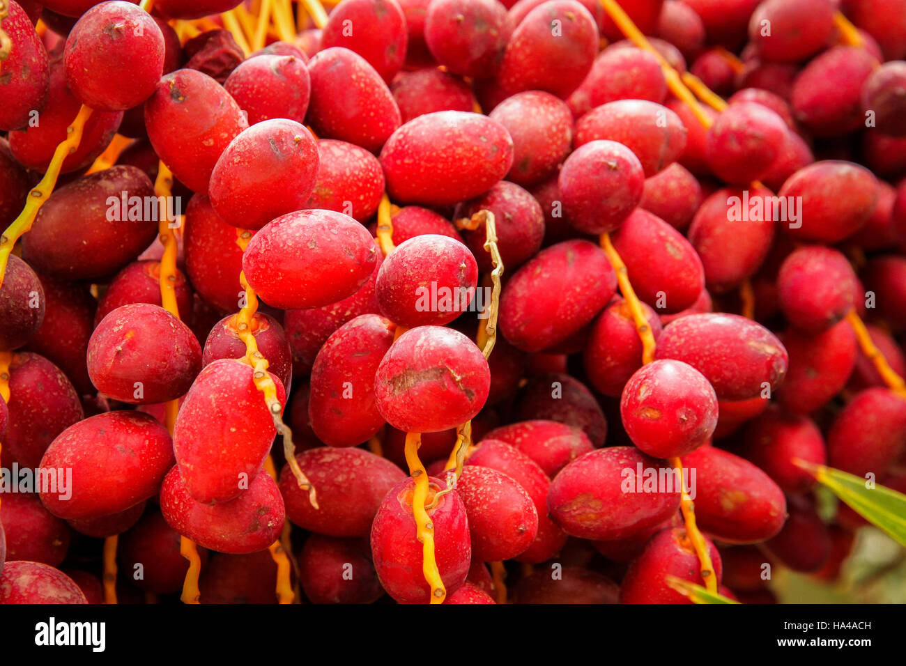 Fresh red dates growing on a tree, Morocco Stock Photo - Alamy