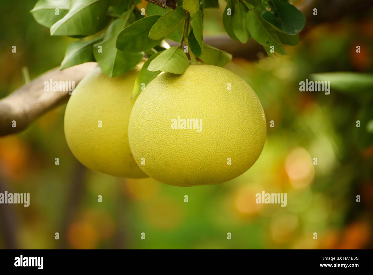 Pomelo fruit in garden Stock Photo - Alamy