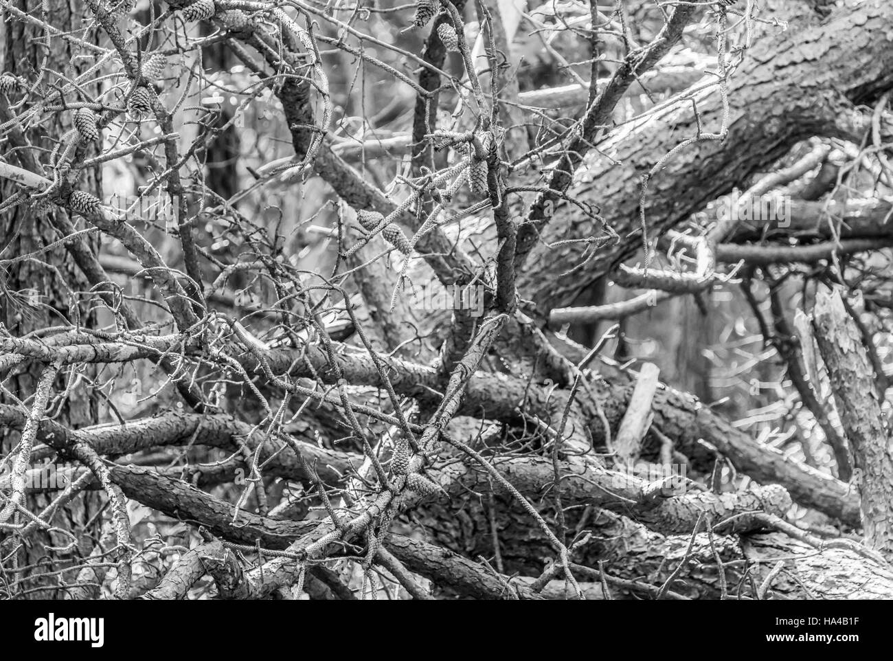 Root ball tree hi-res stock photography and images - Alamy
