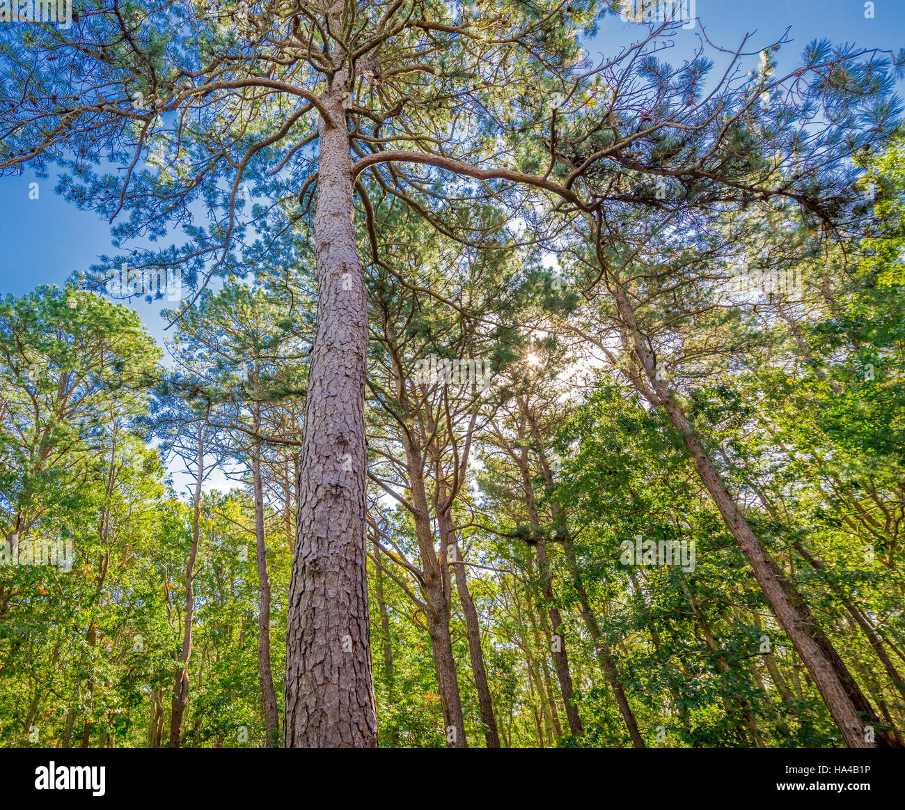 Tall pine trees stand hi-res stock photography and images - Alamy
