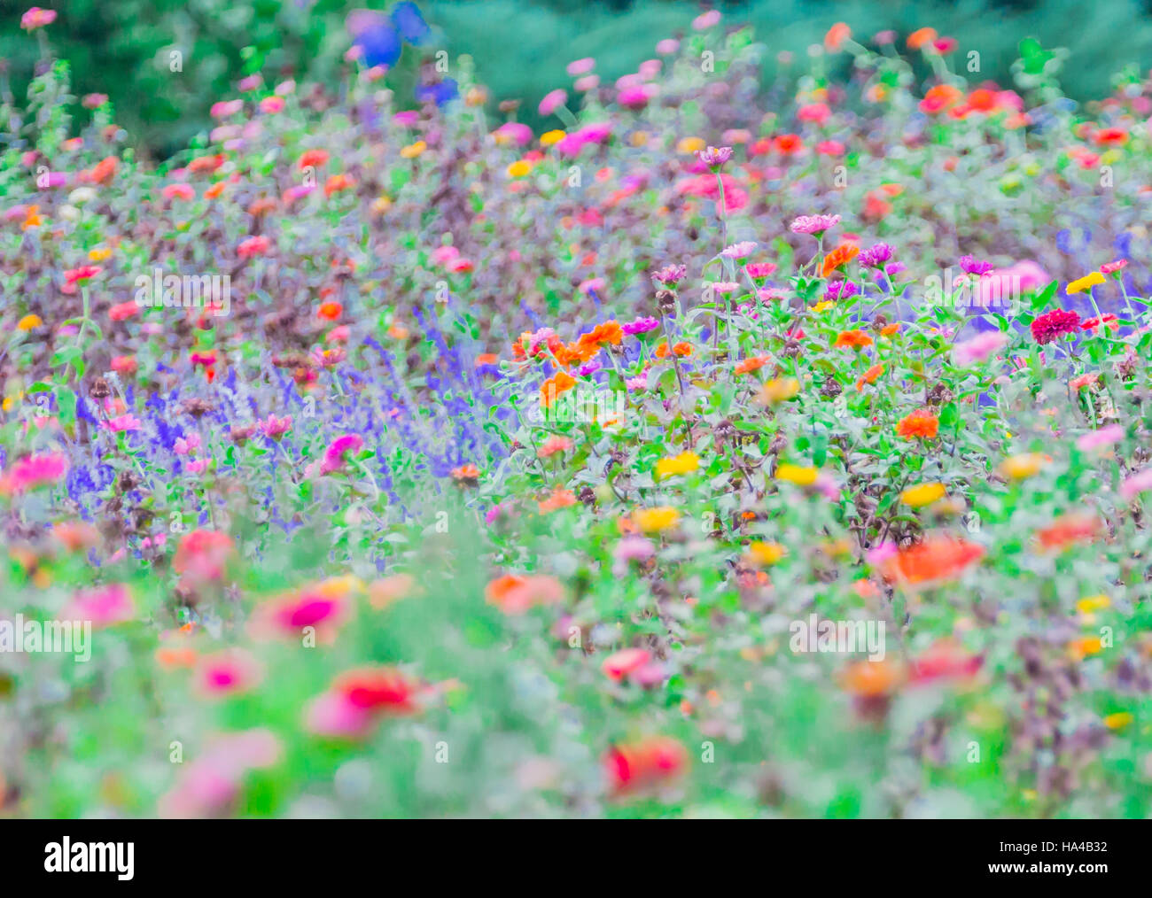 Variety of wild flowers hi-res stock photography and images - Alamy