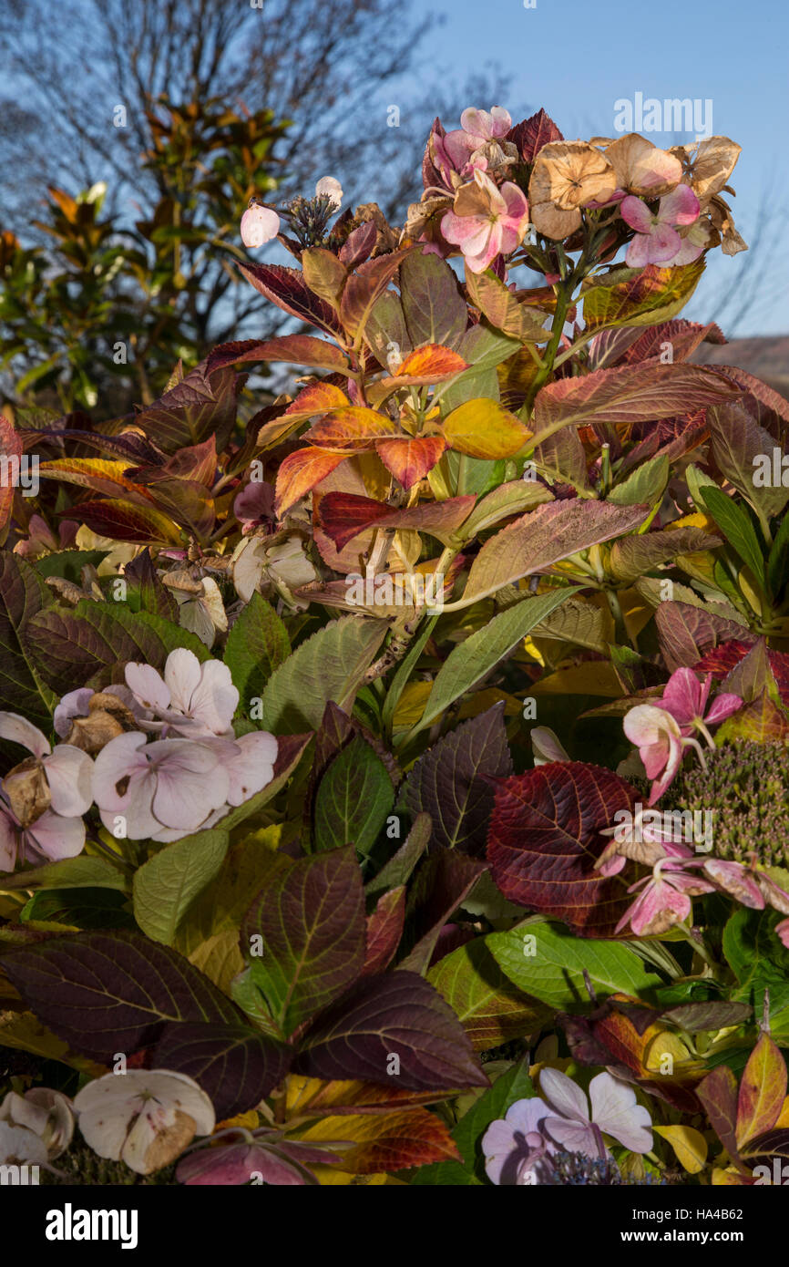 Hydrangea autumn leaves hi-res stock photography and images - Alamy