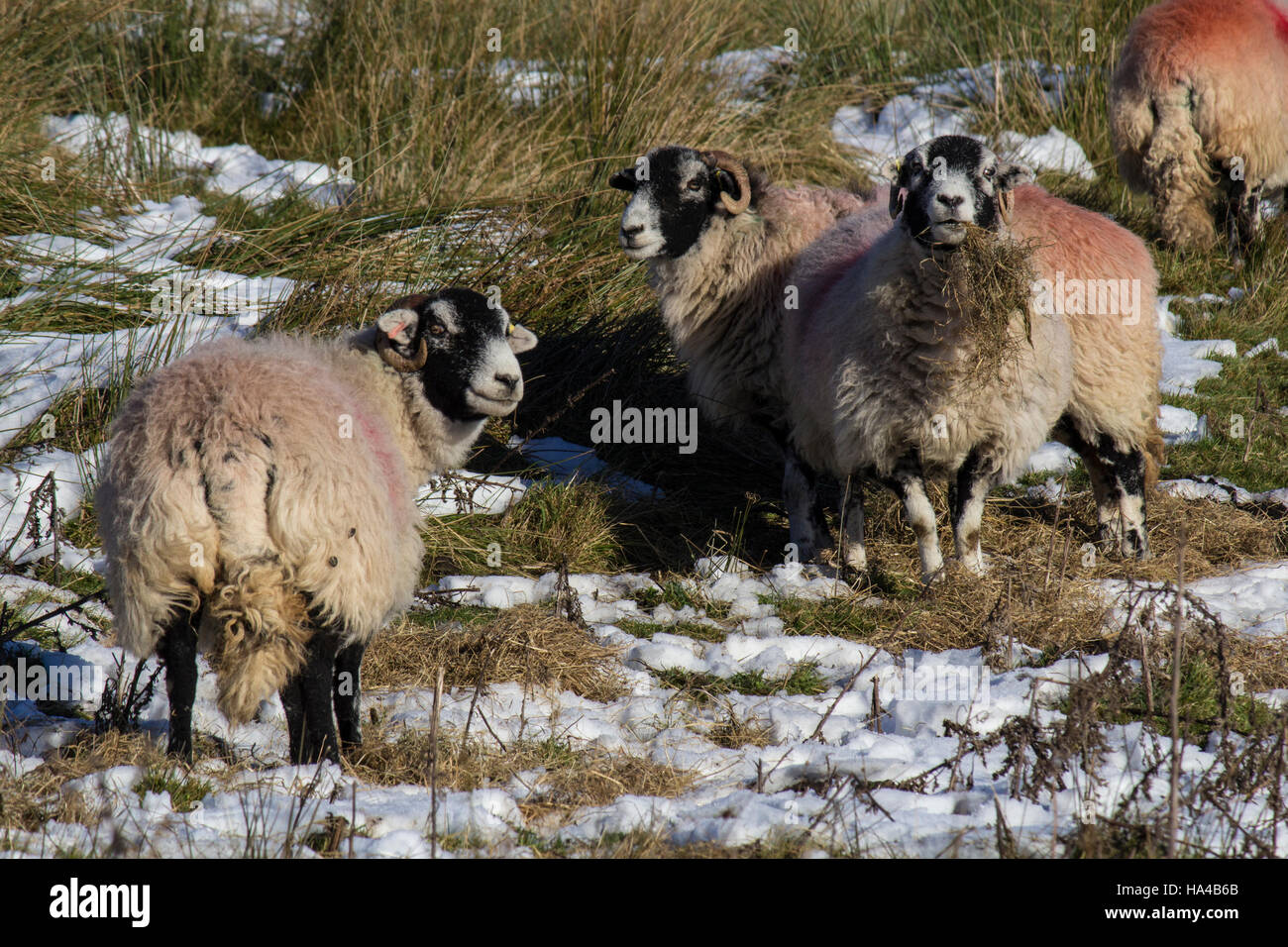 Swaledale ewes eating hay in snow Stock Photo - Alamy