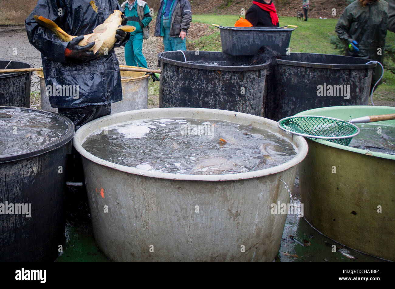 fishermen, fish, pond, fish out, haul, net, carp Stock Photo - Alamy