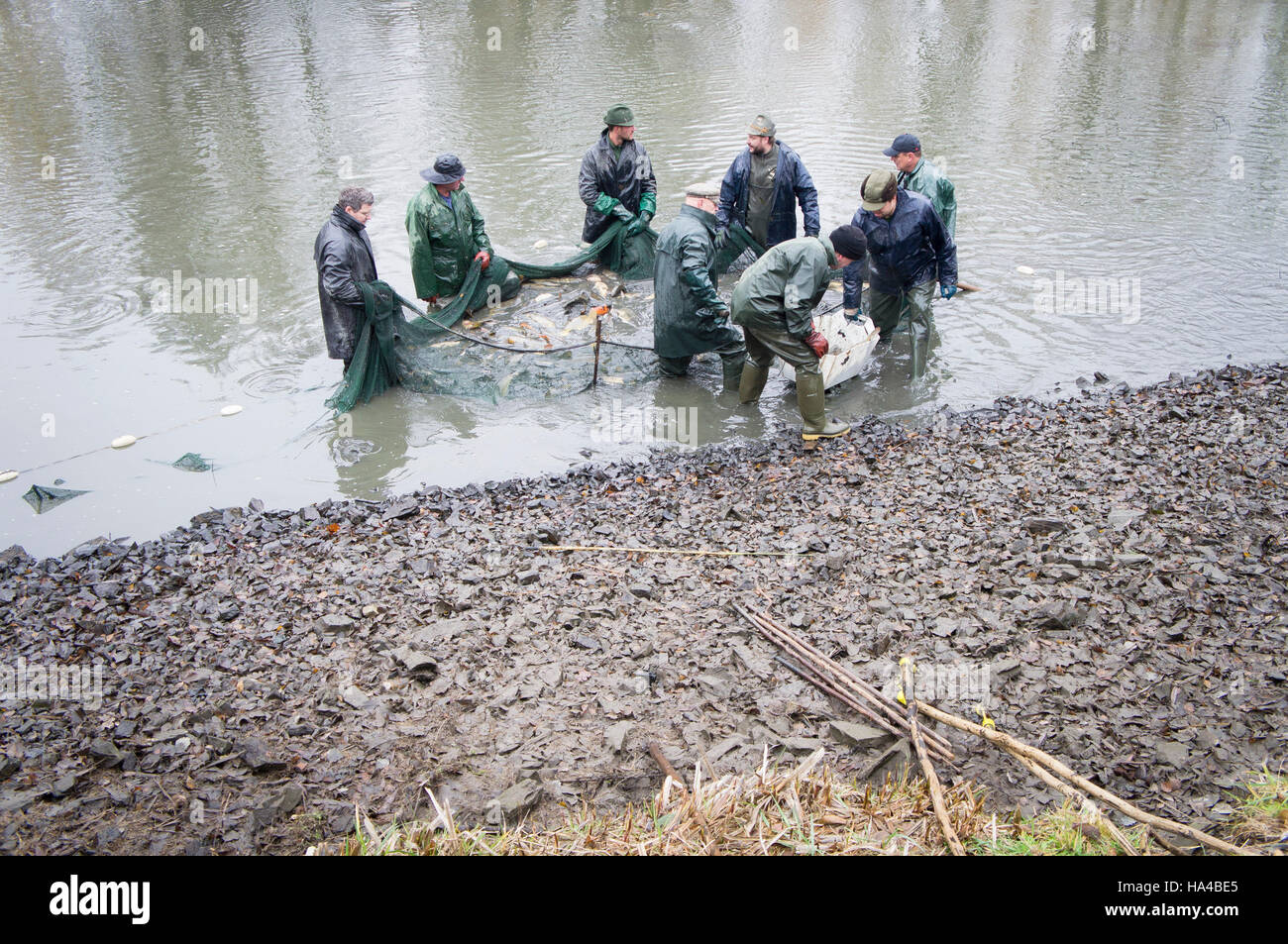 fishermen, fish, pond, fish out, haul, net Stock Photo - Alamy