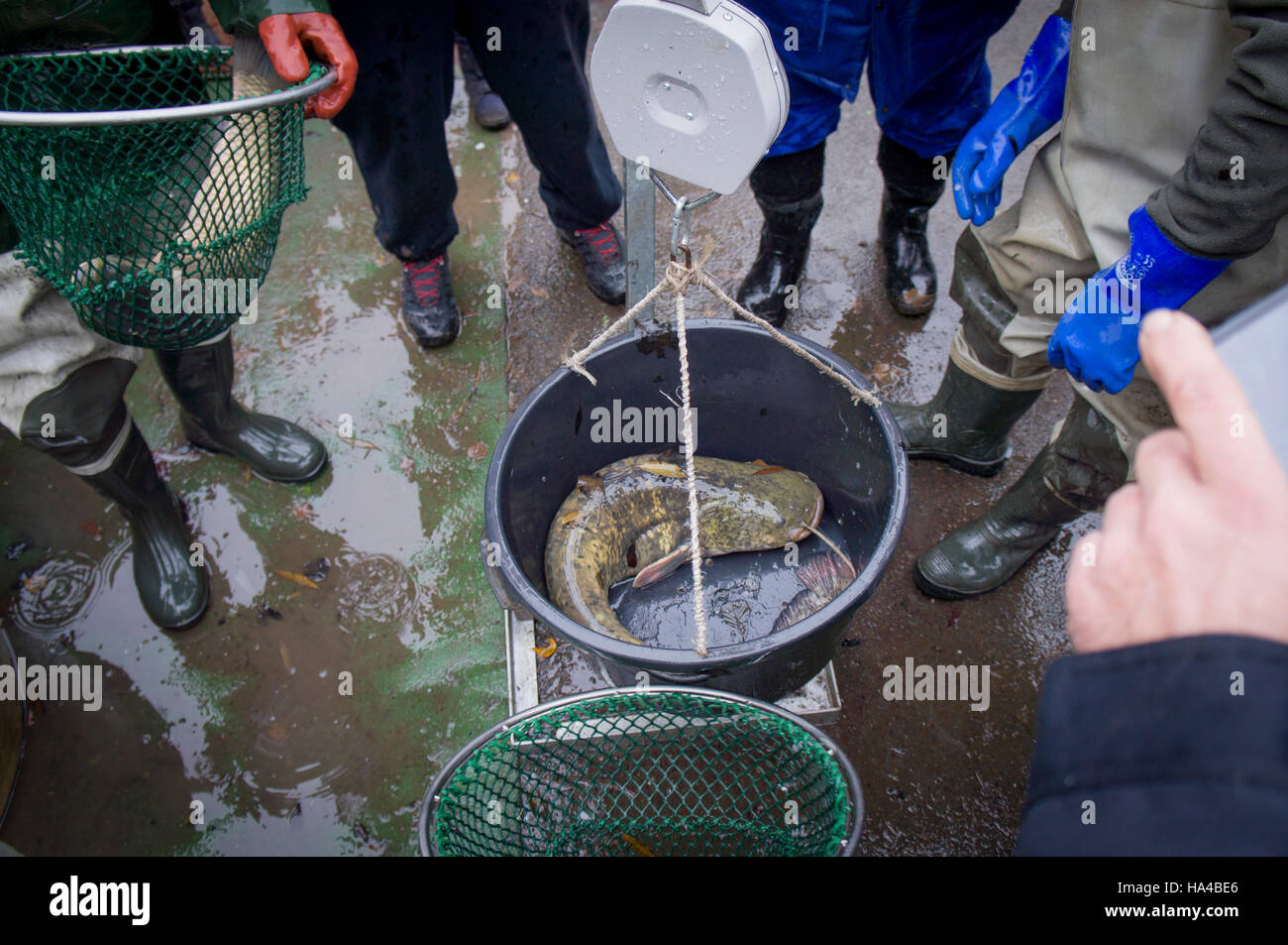 fishermen, fish, pond, fish out, haul, net, catfish, weighting, scale ...