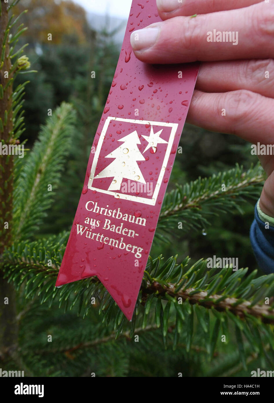 Identifying trees hi-res stock photography and images - Alamy