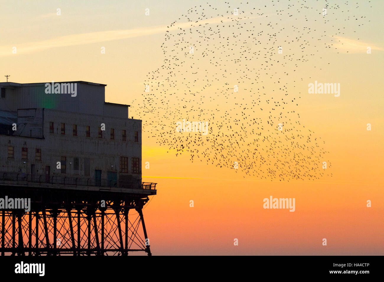 flock fly animal starling flight swarm bird dusk murmuration blackpool ...