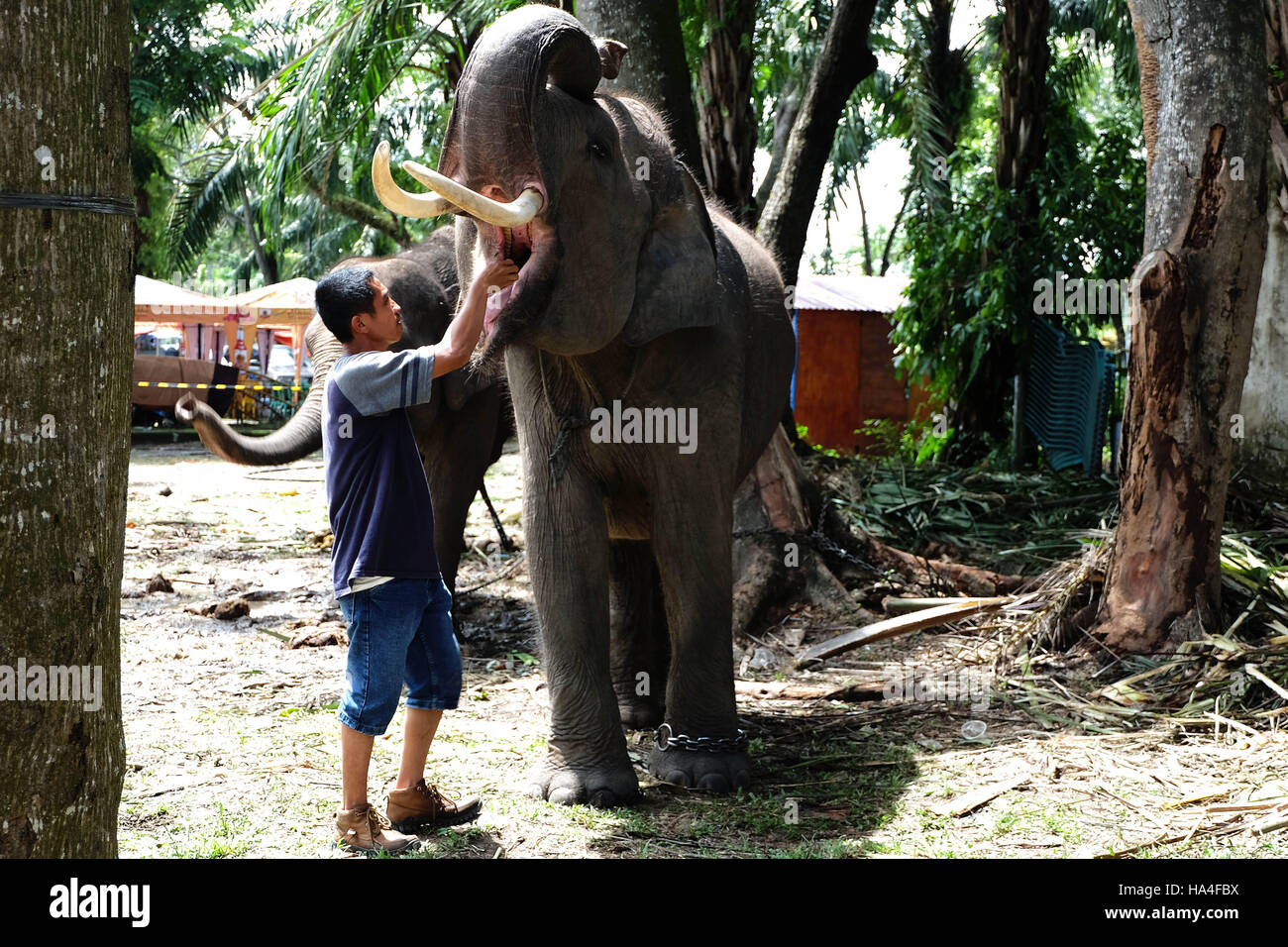 Pekanbaru, Riau, Indonesia. 27th Nov, 2016. This elephant named Budi ...