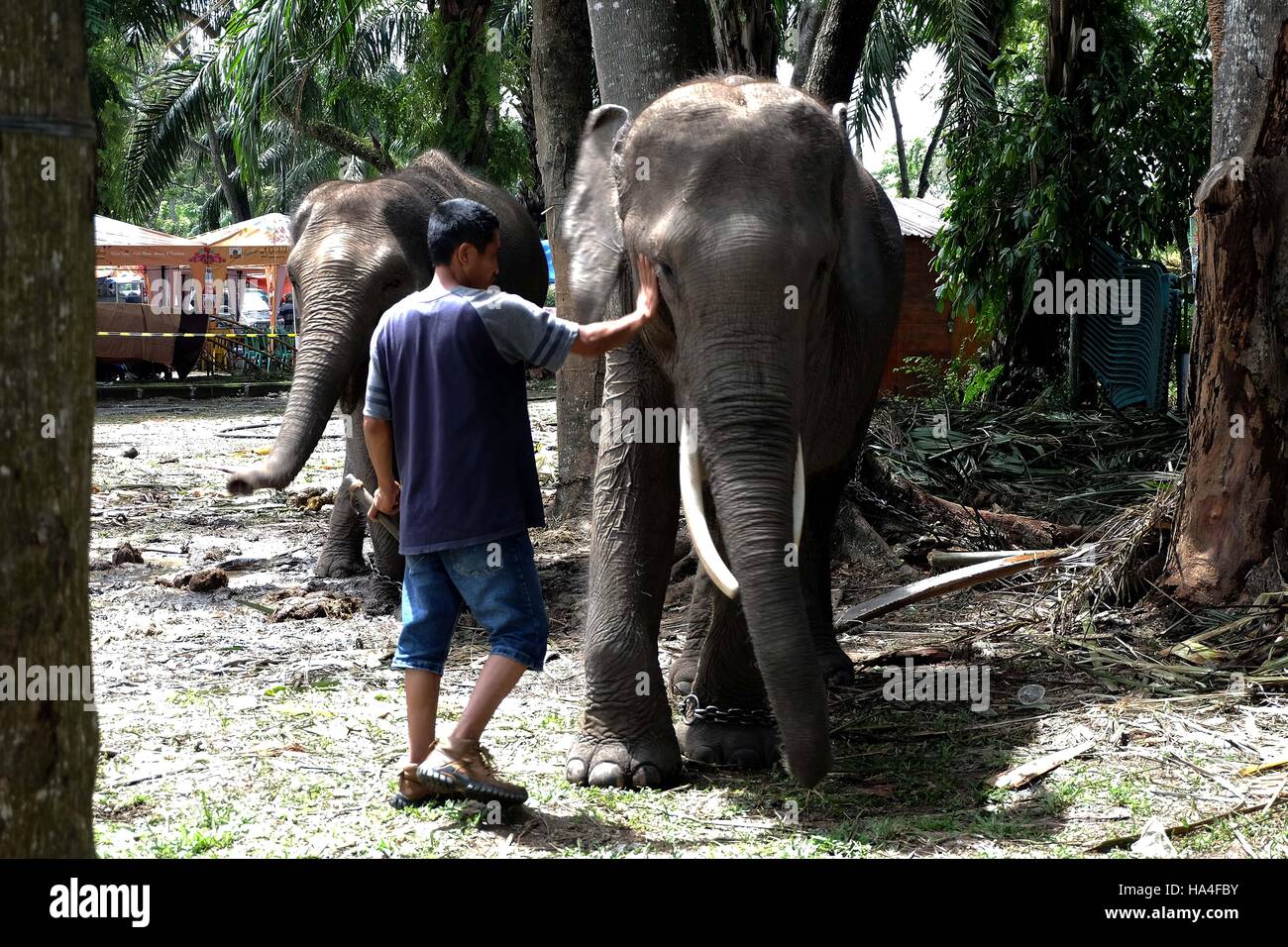 Sumatran elephant center hi-res stock photography and images - Alamy