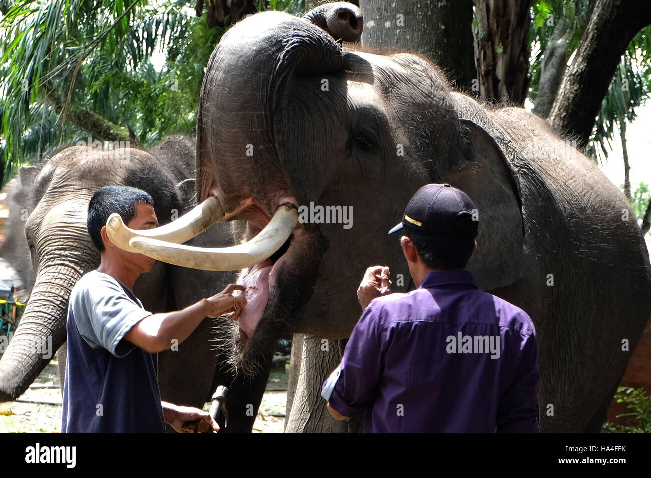 Sumatran elephant center hi-res stock photography and images - Alamy
