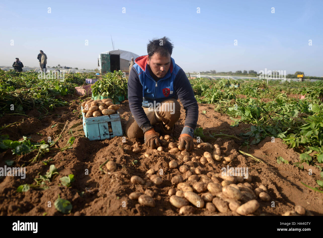 Beit Lahia, Gaza Strip, Palestinian Territory. 27th Nov, 2016. A ...