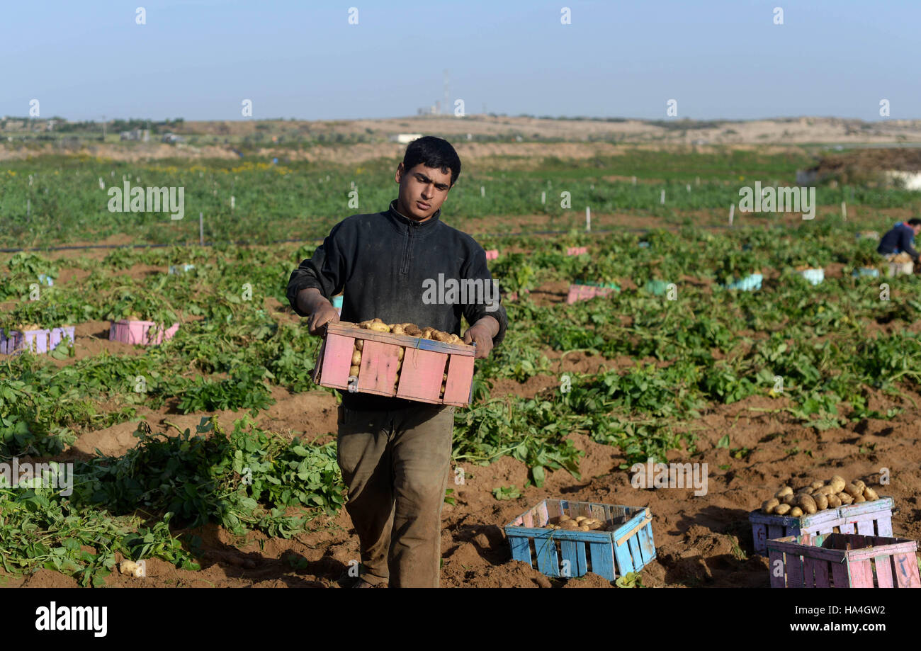 Beit Lahia, Gaza Strip, Palestinian Territory. 27th Nov, 2016. A ...