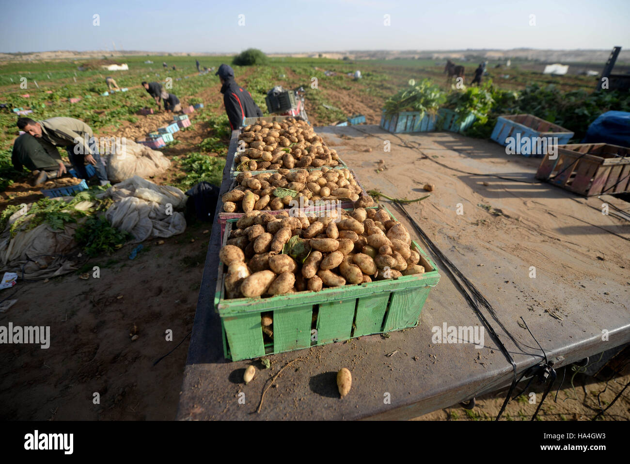 Beit Lahia, Gaza Strip, Palestinian Territory. 27th Nov, 2016 ...