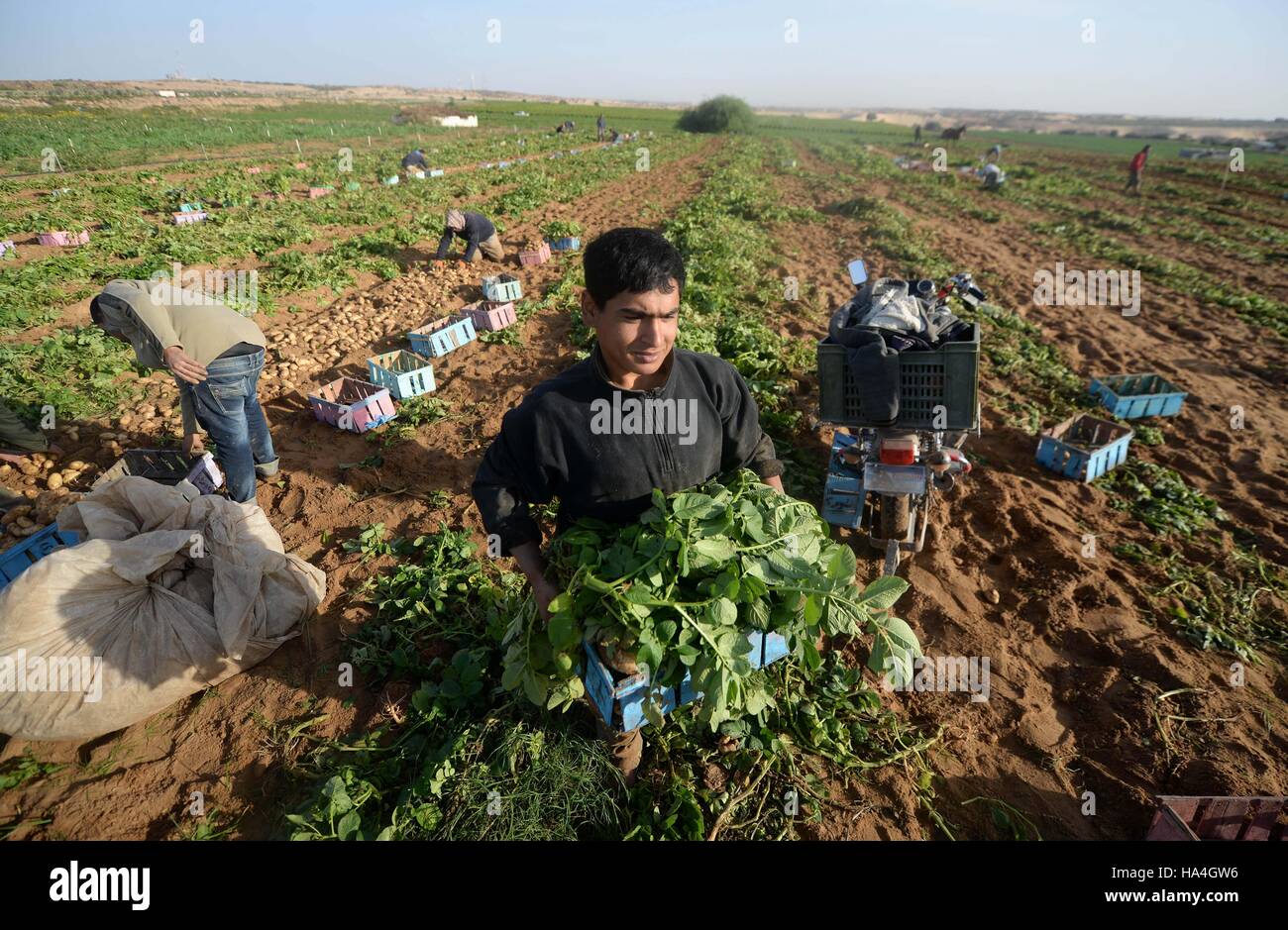 Beit Lahia, Gaza Strip, Palestinian Territory. 27th Nov, 2016. A ...