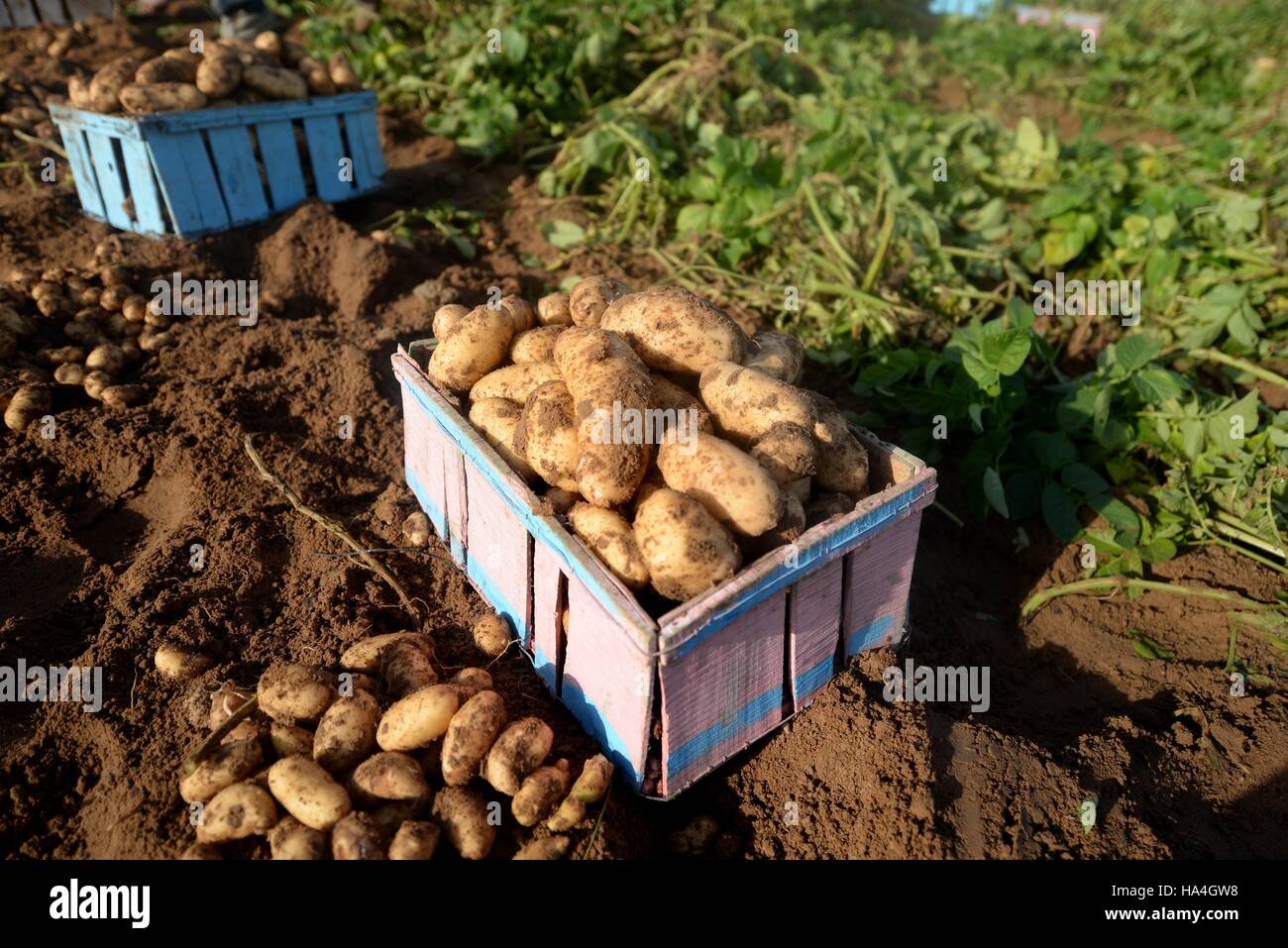 Beit Lahia, Gaza Strip, Palestinian Territory. 27th Nov, 2016. A close ...