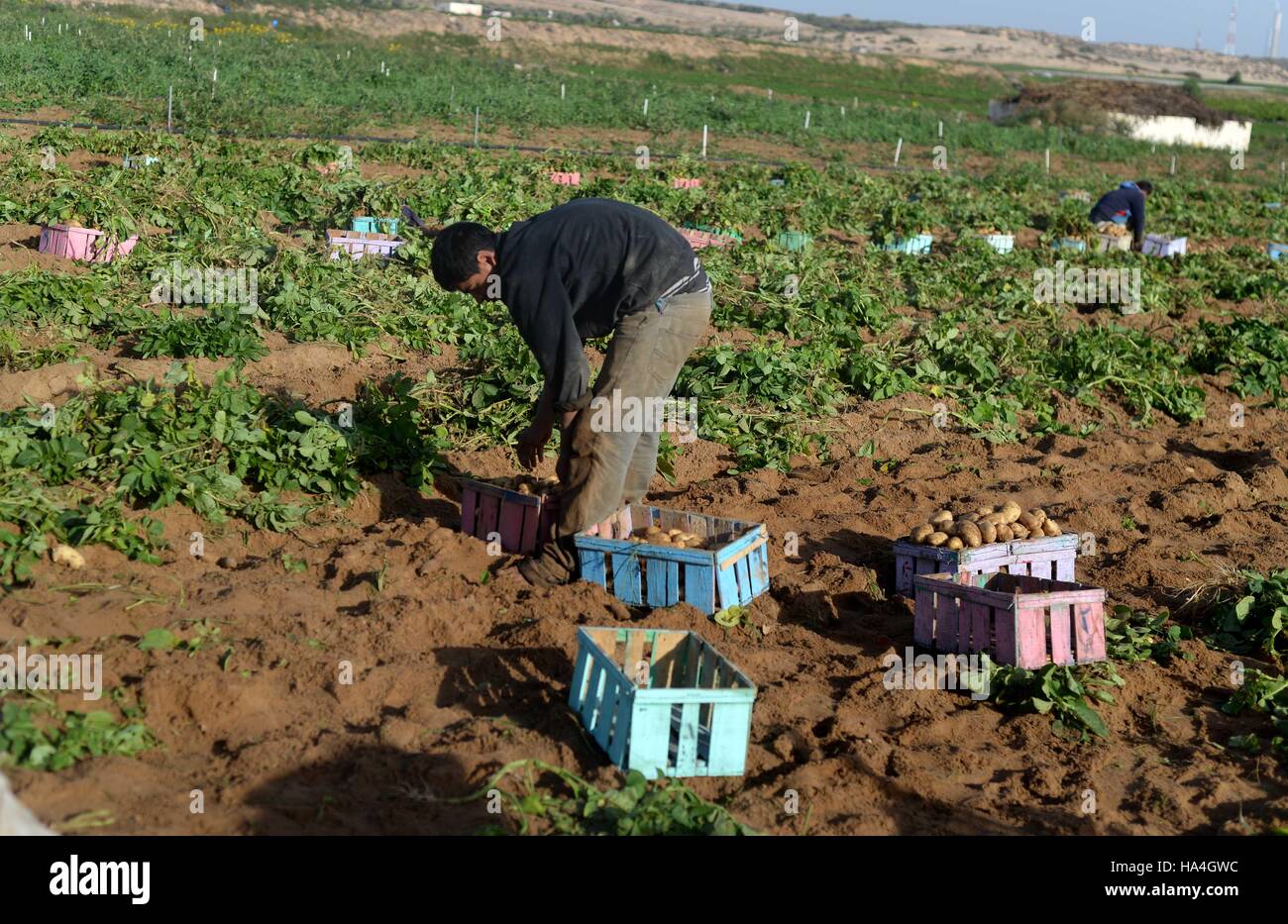 Beit Lahia, Gaza Strip, Palestinian Territory. 27th Nov, 2016. A ...