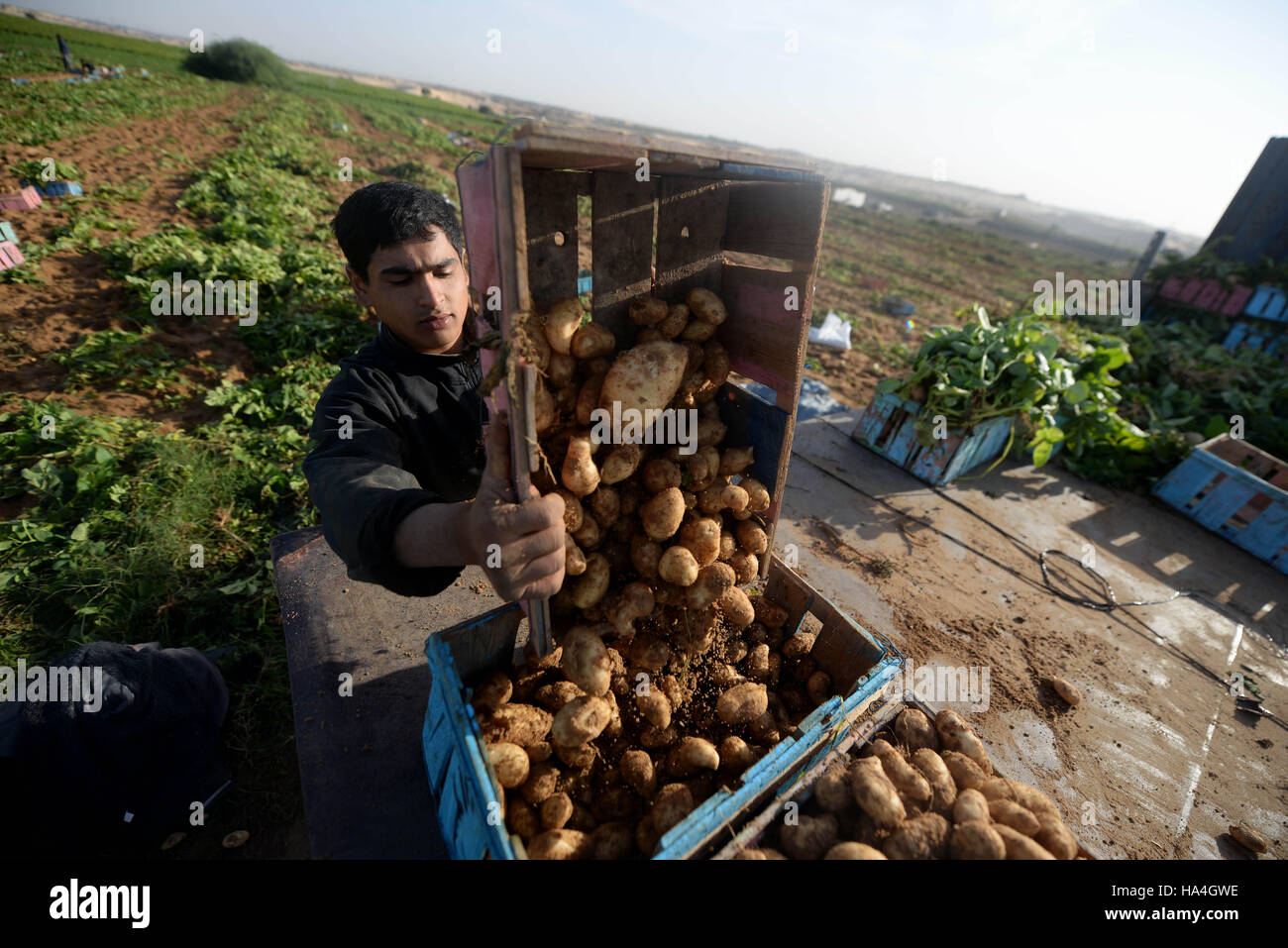 Beit Lahia, Gaza Strip, Palestinian Territory. 27th Nov, 2016. A ...