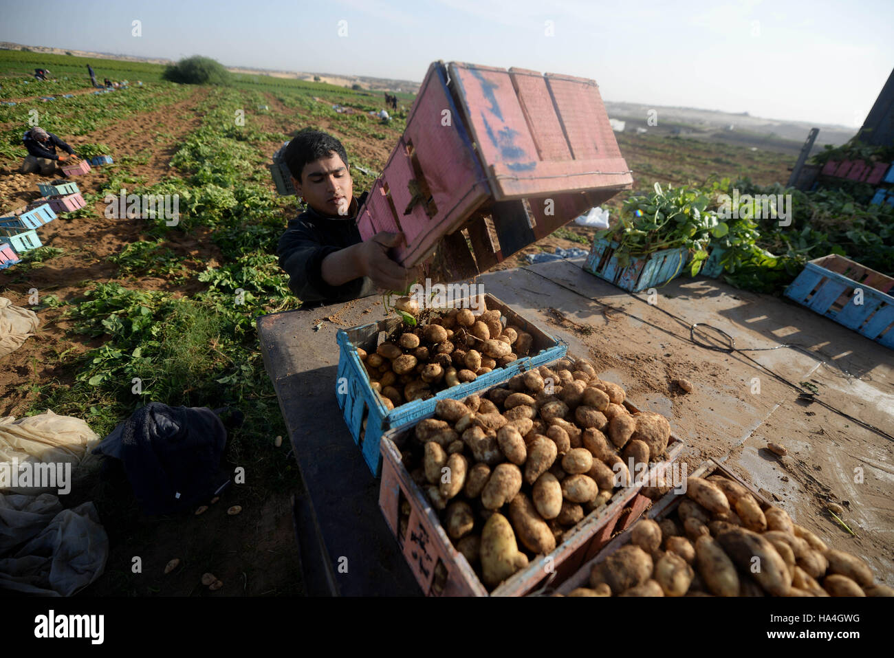 Beit Lahia, Gaza Strip, Palestinian Territory. 27th Nov, 2016 ...
