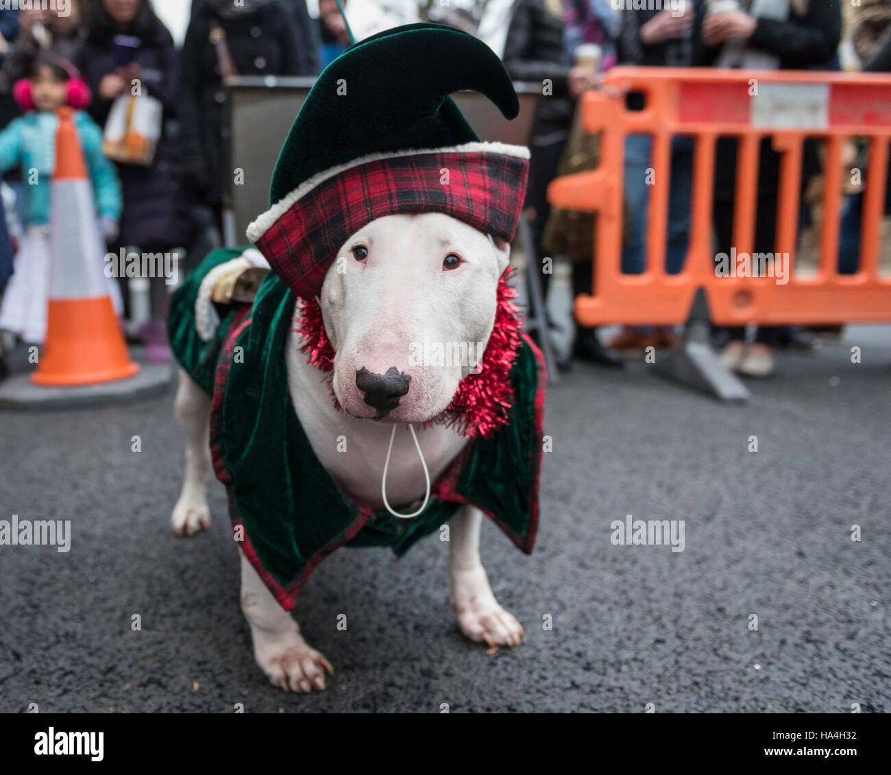 London, UK. 27 November 2016. Cooper, an English Bull Terrier, is ...