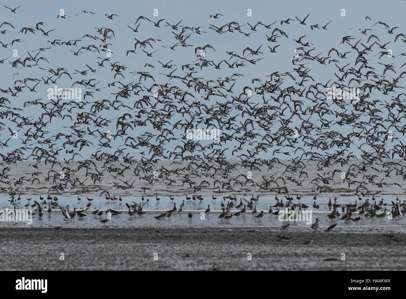 South Sumatra, Indonesia. 27th Nov, 2016. Thousands of birds from ...