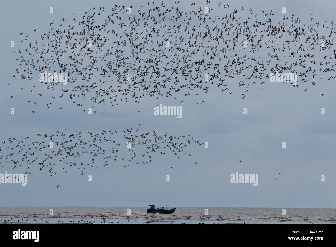 South Sumatra, Indonesia. 27th Nov, 2016. Thousands of birds from ...