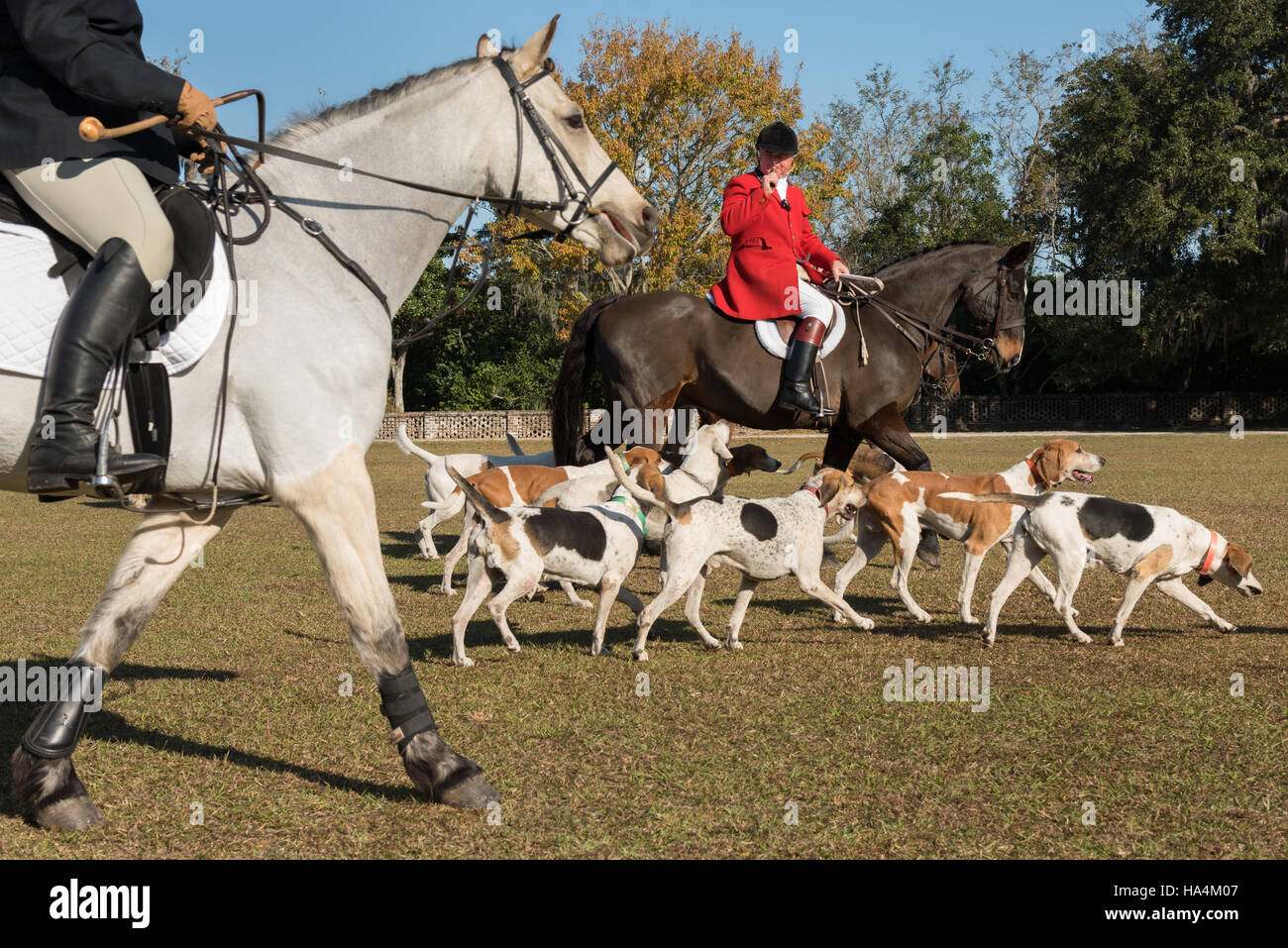 News animals fox hi-res stock photography and images - Alamy