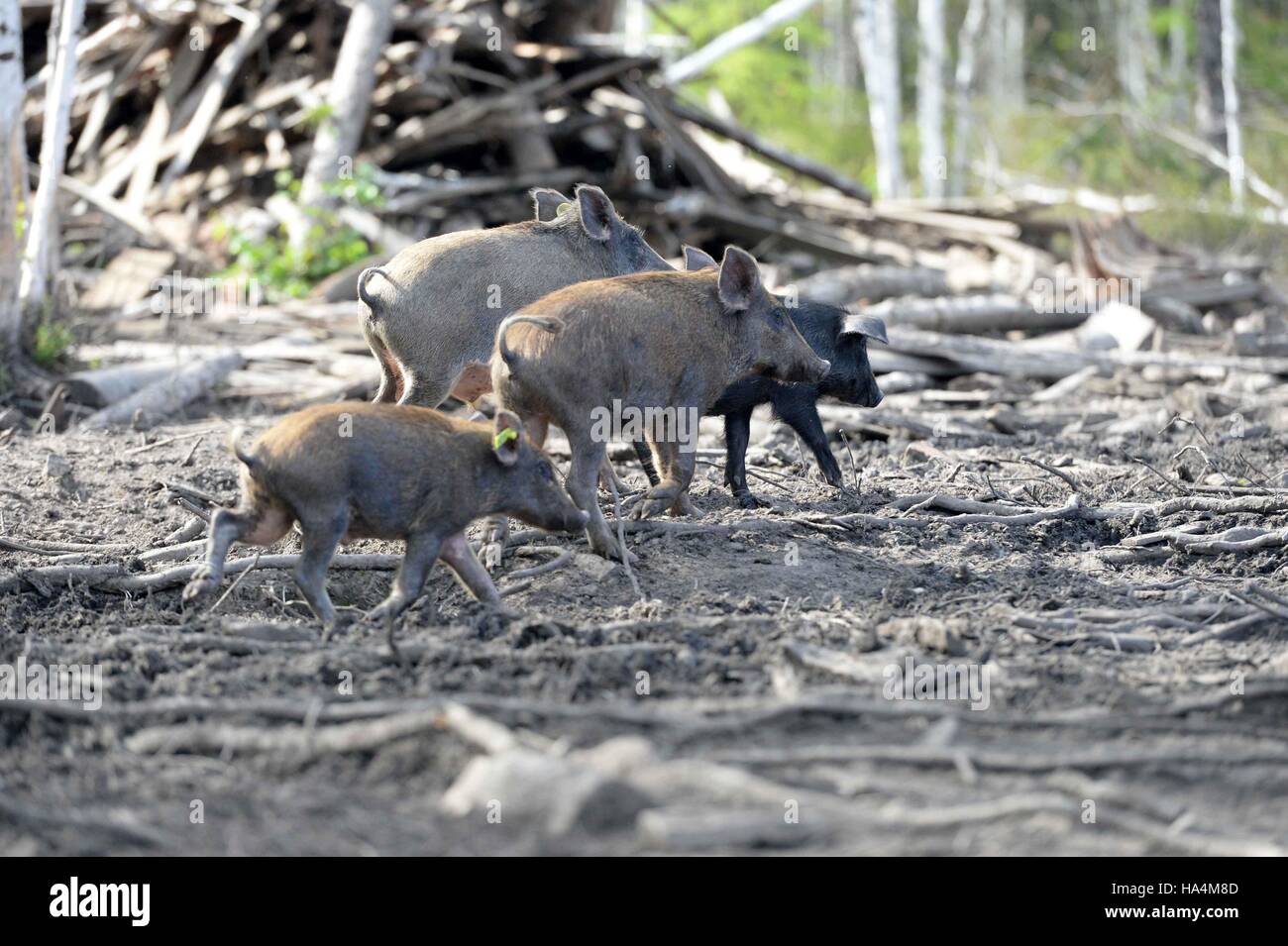 Harbin. 4th Aug, 2016. Photo taken on Aug. 4, 2016 shows an eco-pig ...