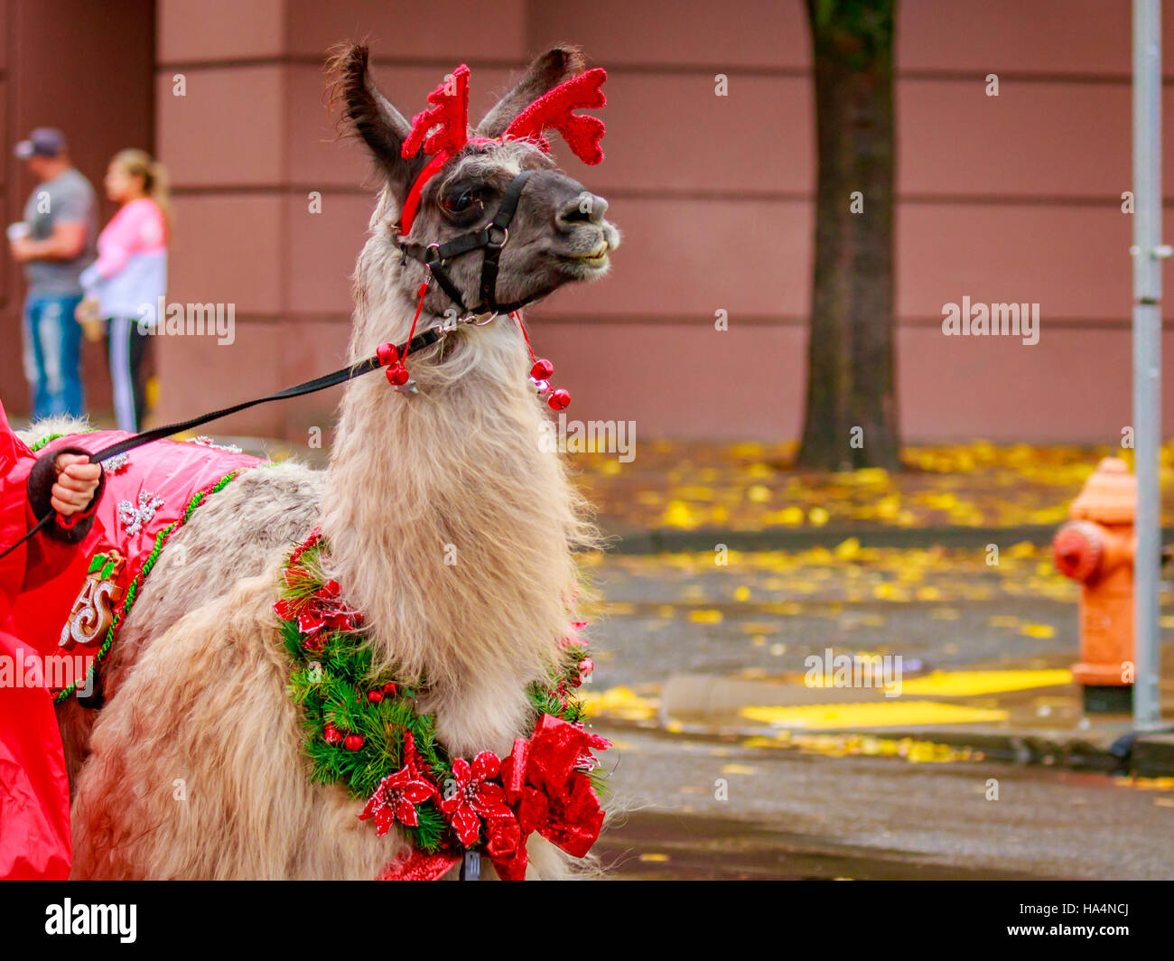 Portland, Oregon, USA - November 25, 2016: The Llamas of Southwest ...