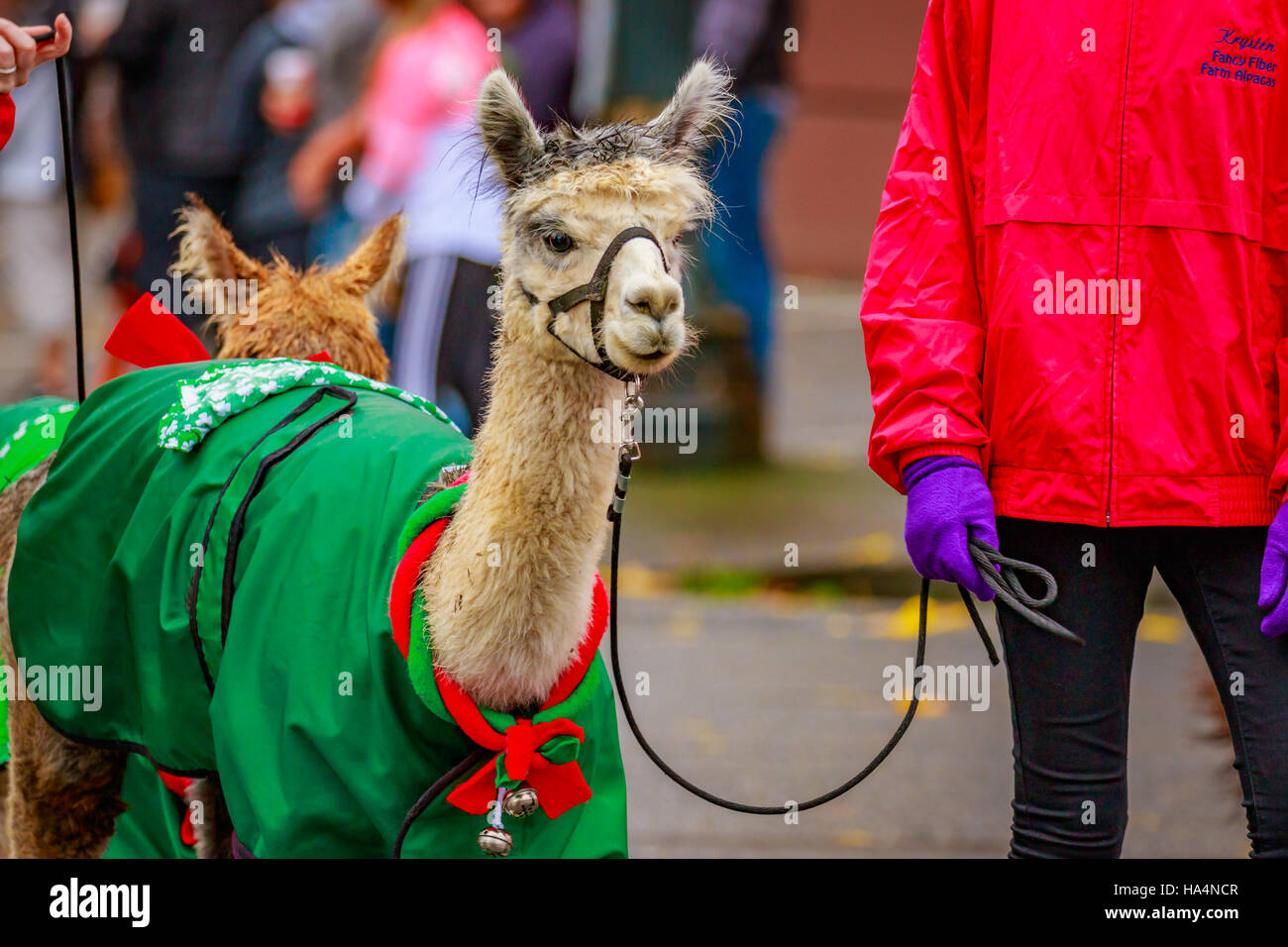 Portland, Oregon, USA - November 25, 2016: The Llamas of Southwest ...