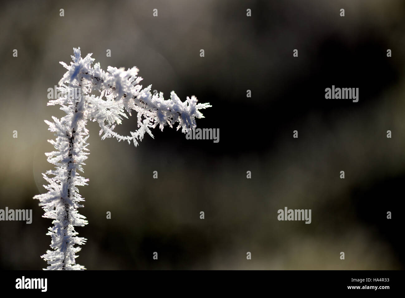 Cologne, Germany. 28th Nov, 2016. Ice crystals have formed around the ...