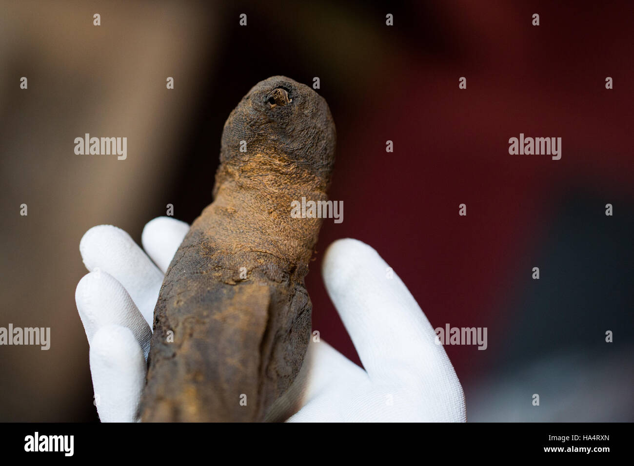 Bird mummy hi-res stock photography and images - Alamy