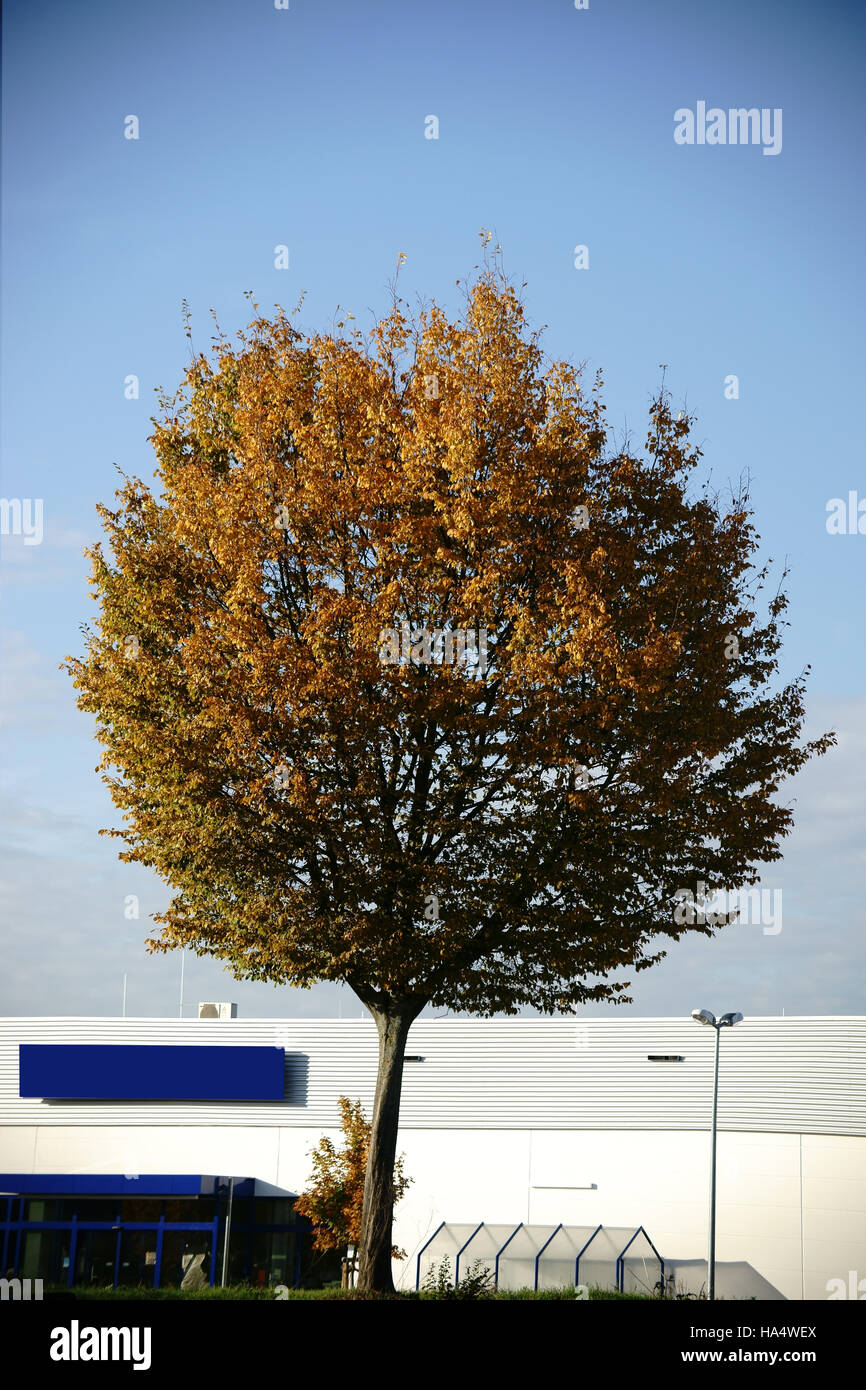 Autumn tree in front of the shopping center Stock Photo - Alamy