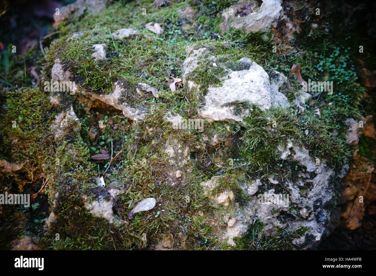 Moss bed in autumn Stock Photo - Alamy