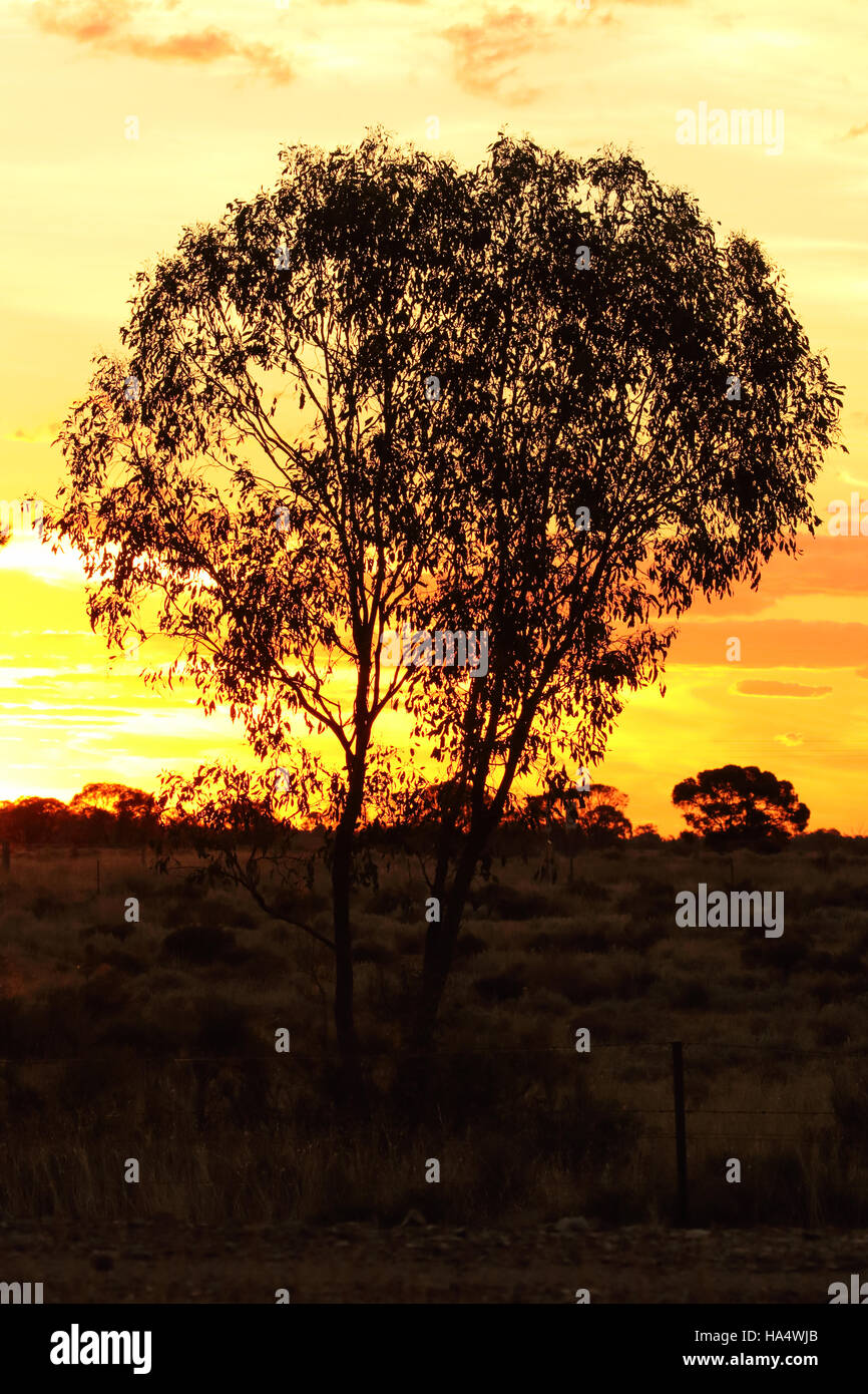 A tree silhouetted at sunset in the outback of Australia Stock Photo ...