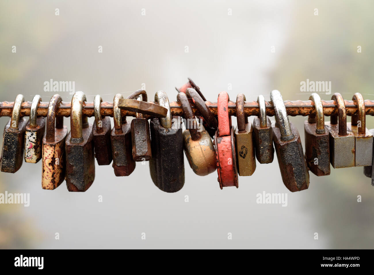 Rows of locked padlocks on a metal rod with a defocused background and ...