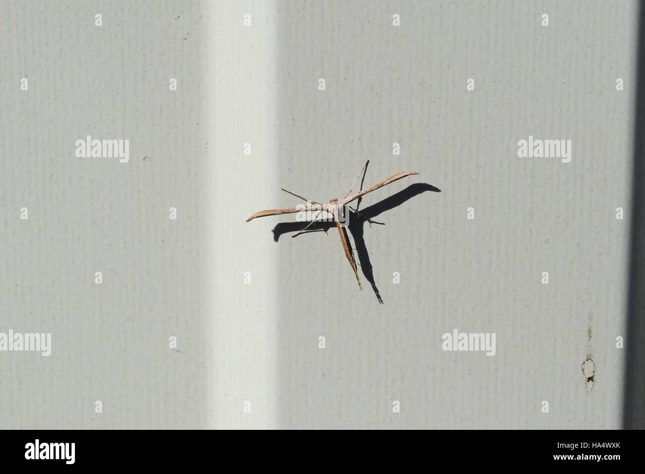 Butterfly Pterophoridae on a white fence. Unusual creation ...