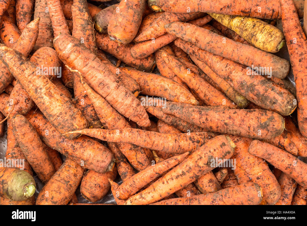 Bunch of many organic earth covered carrots fresh from the farm to the ...