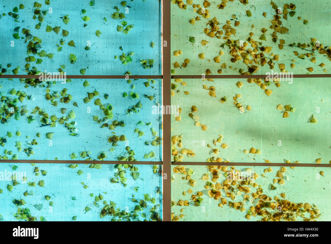 Green and blue plastic ceiling covered in autumn leaves Stock Photo - Alamy