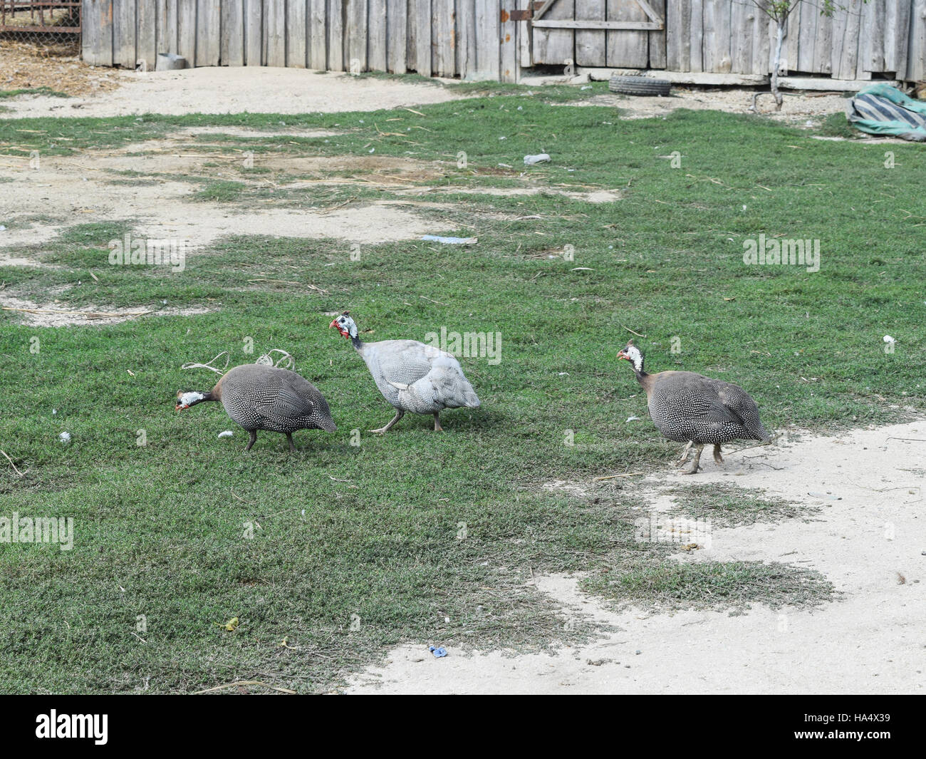 Guinea fowl on the green grass. Guinea fowl - poultry in the village ...