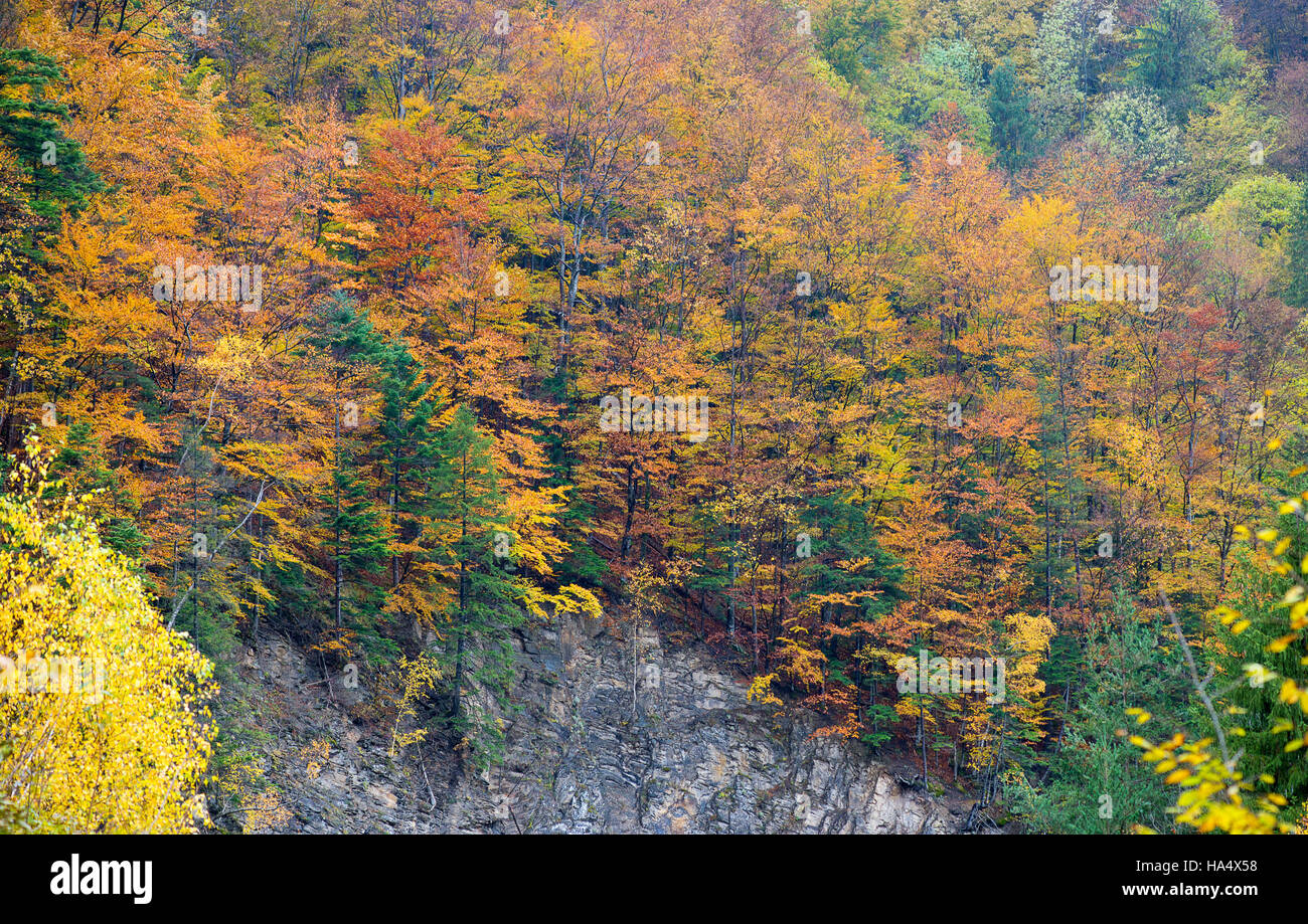 Aerial view green forest red hi-res stock photography and images - Alamy