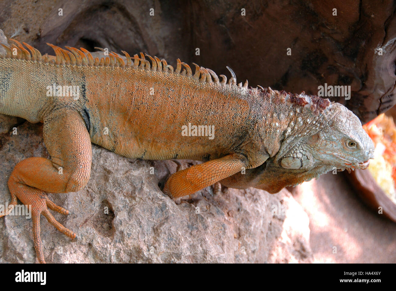 Iguana (I. igua Stock Photo - Alamy