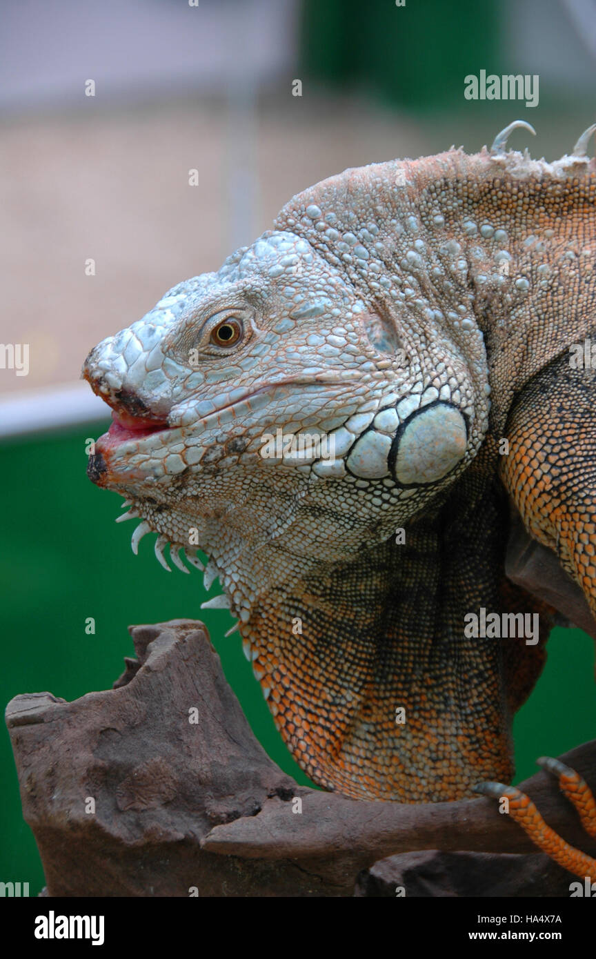 Iguana (I. igua Stock Photo - Alamy